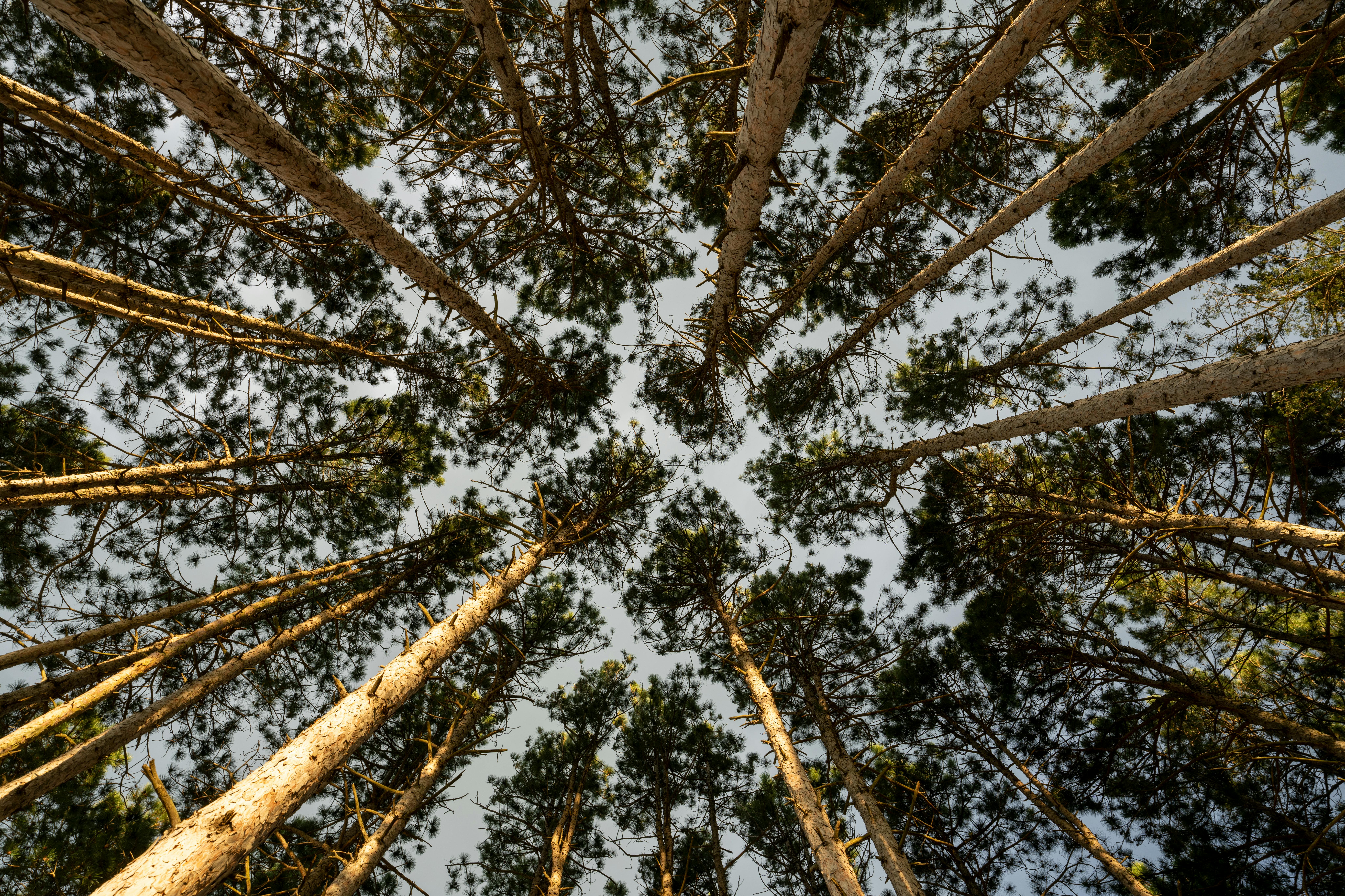 Tall Trees in Evergreen Forest · Free Stock Photo