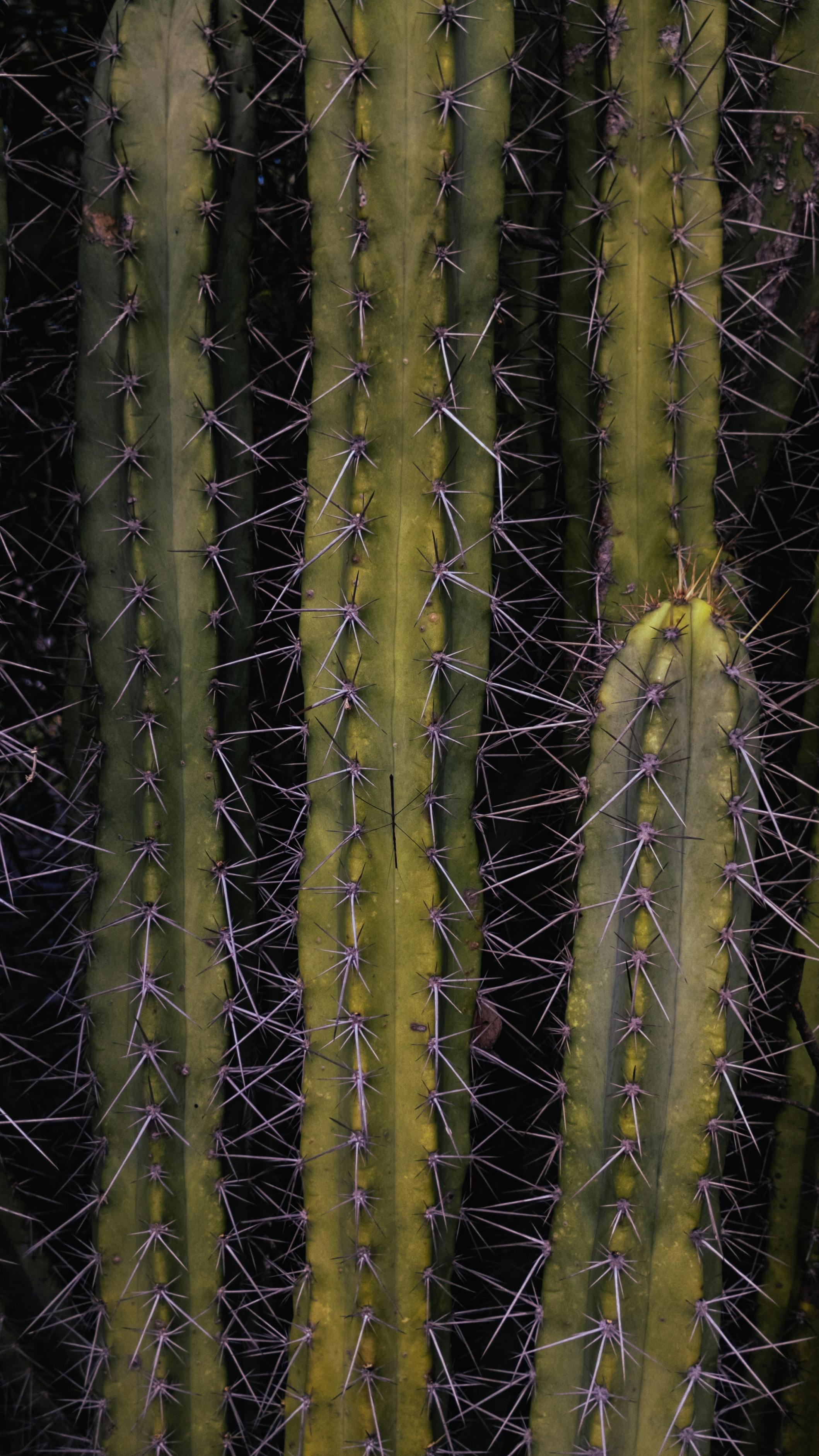 Close-up Shot Of Cactus · Free Stock Photo