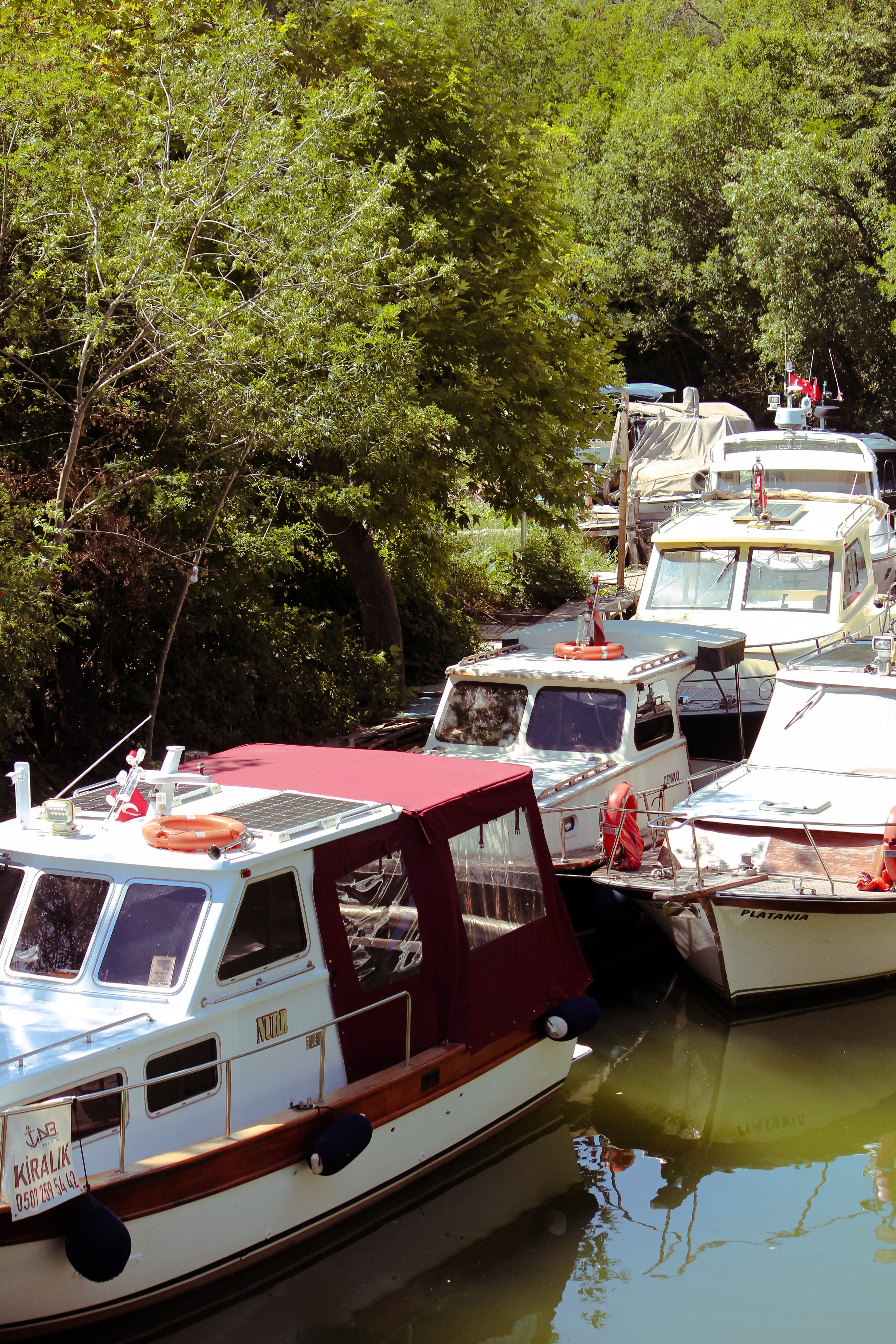 Motorboats Moored on River in Forest · Free Stock Photo