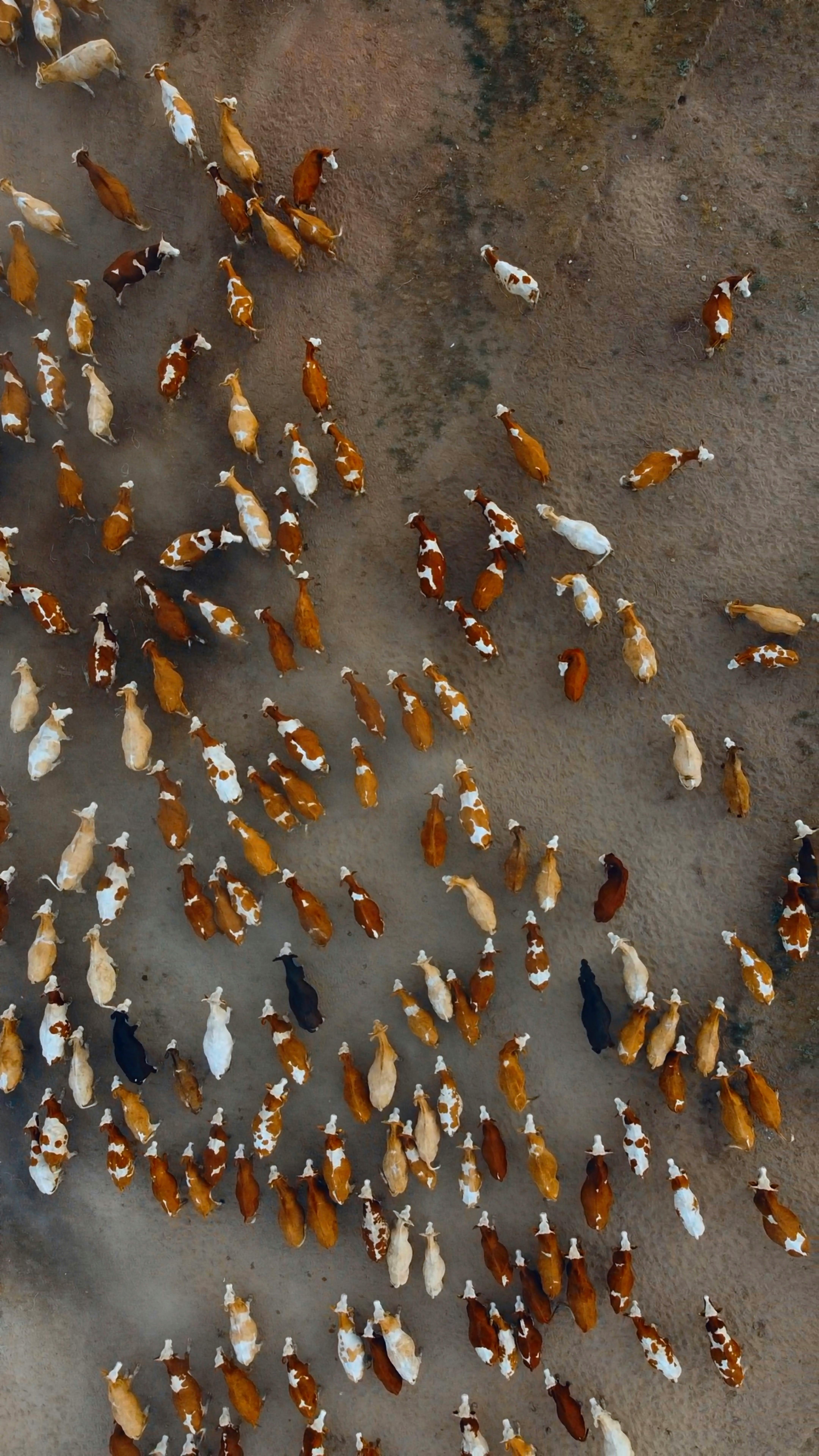 Beef Farm Photos, Download The BEST Free Beef Farm Stock Photos & HD Images