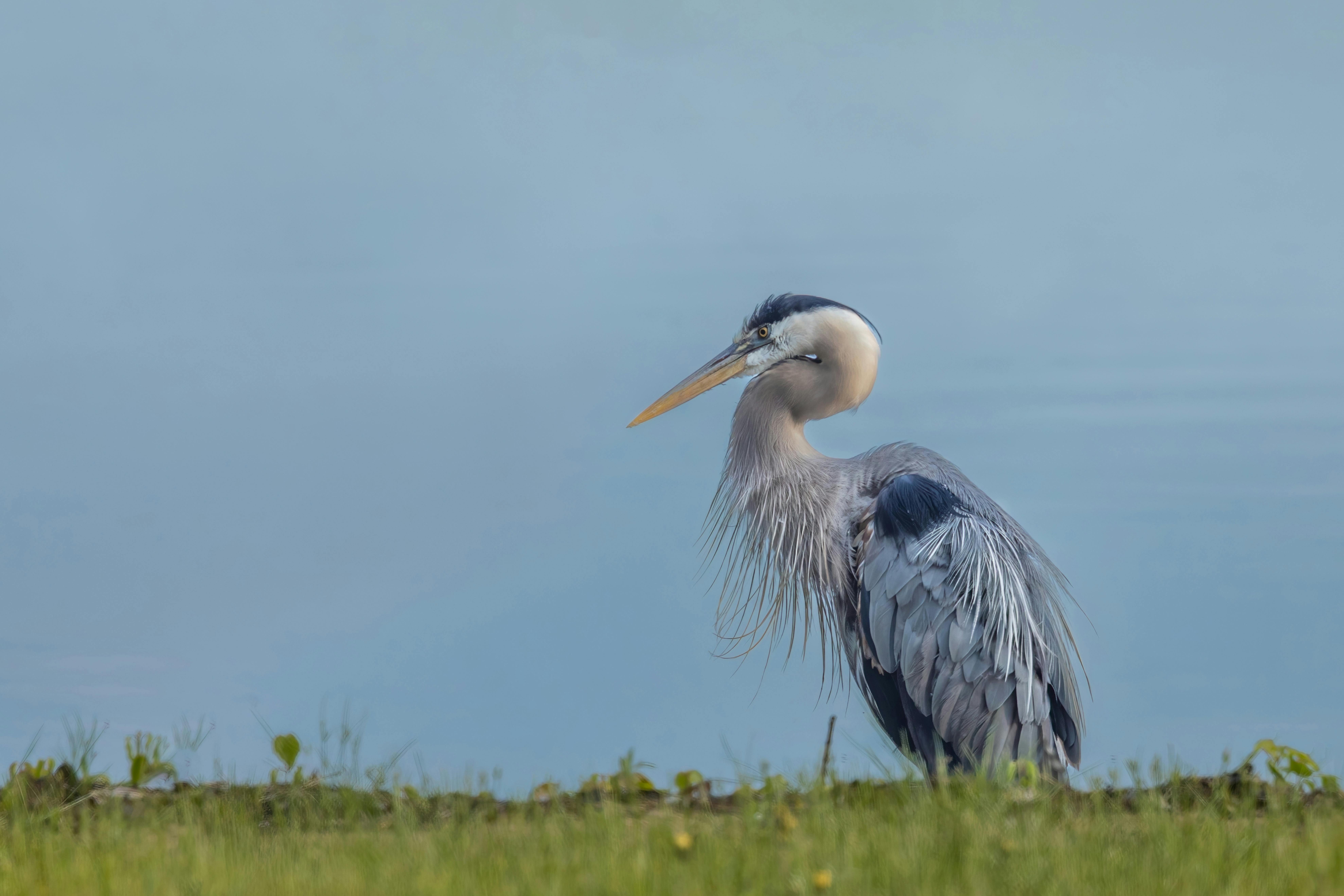 A bird with a long neck standing on a grassy field · Free Stock Photo