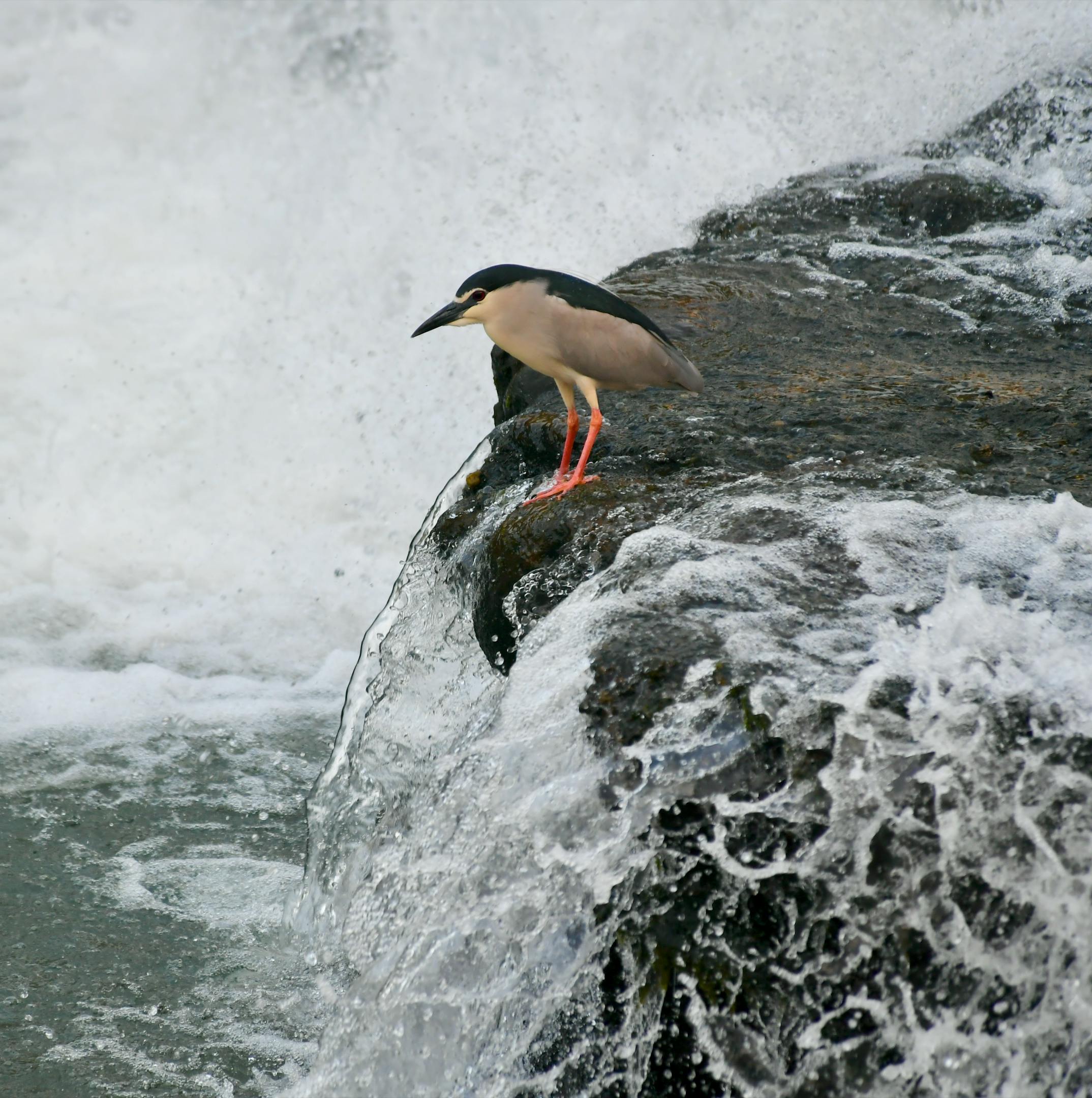 Cold Water Fish Photos, Download The BEST Free Cold Water Fish Stock ...