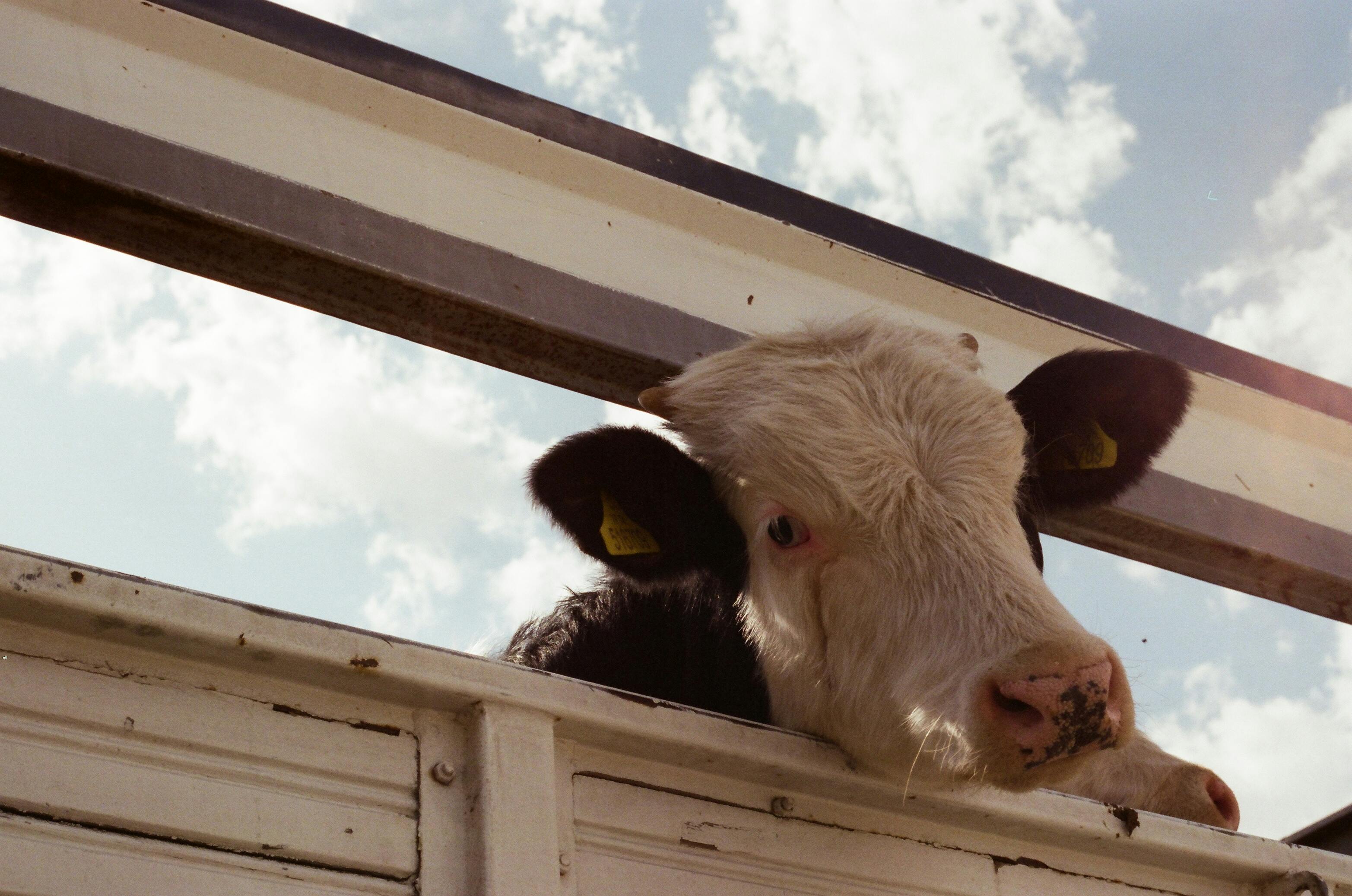 Close-up of a Cow Looking above the Fence · Free Stock Photo