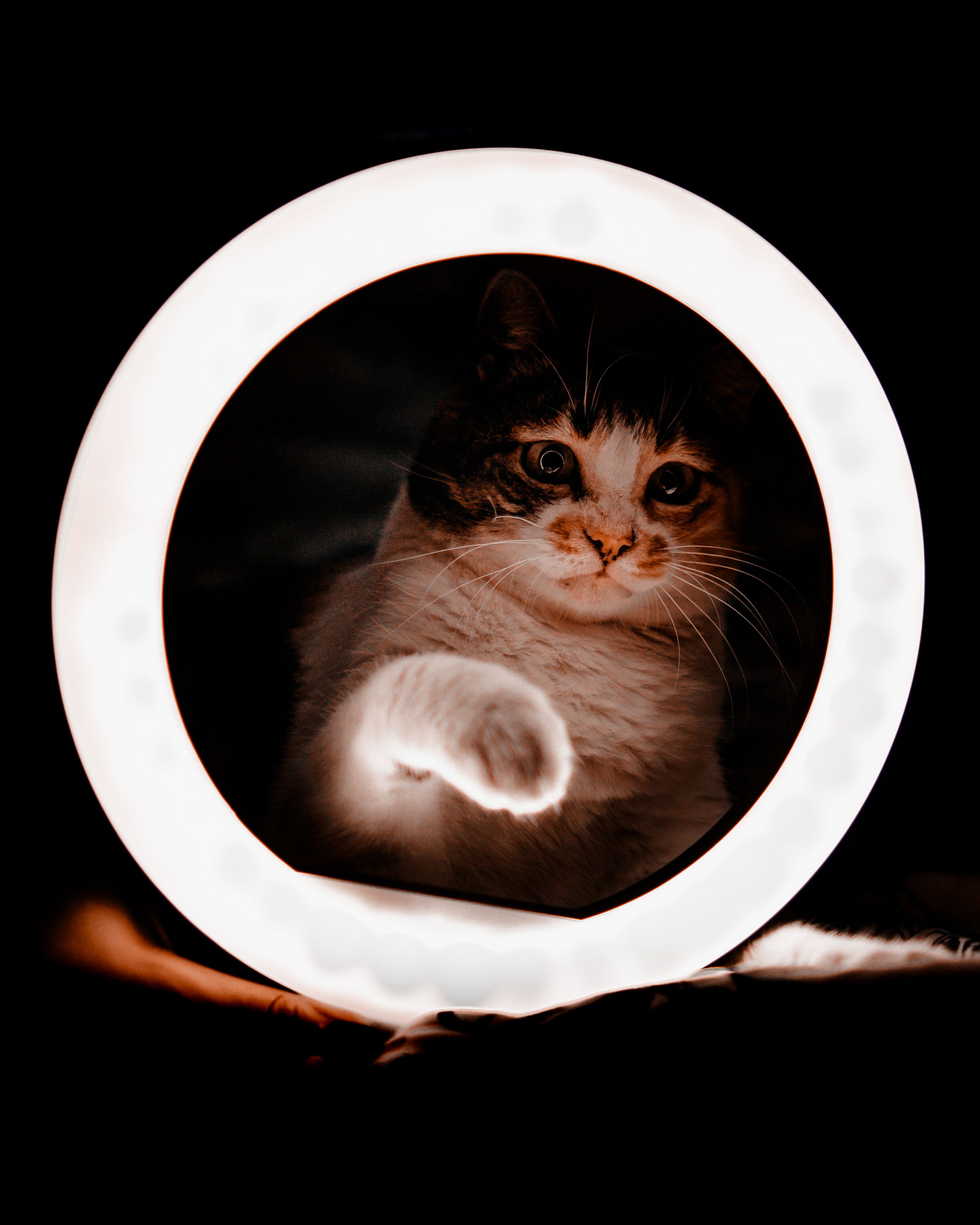 A Cat With a Round Photographic Lamp · Free Stock Photo