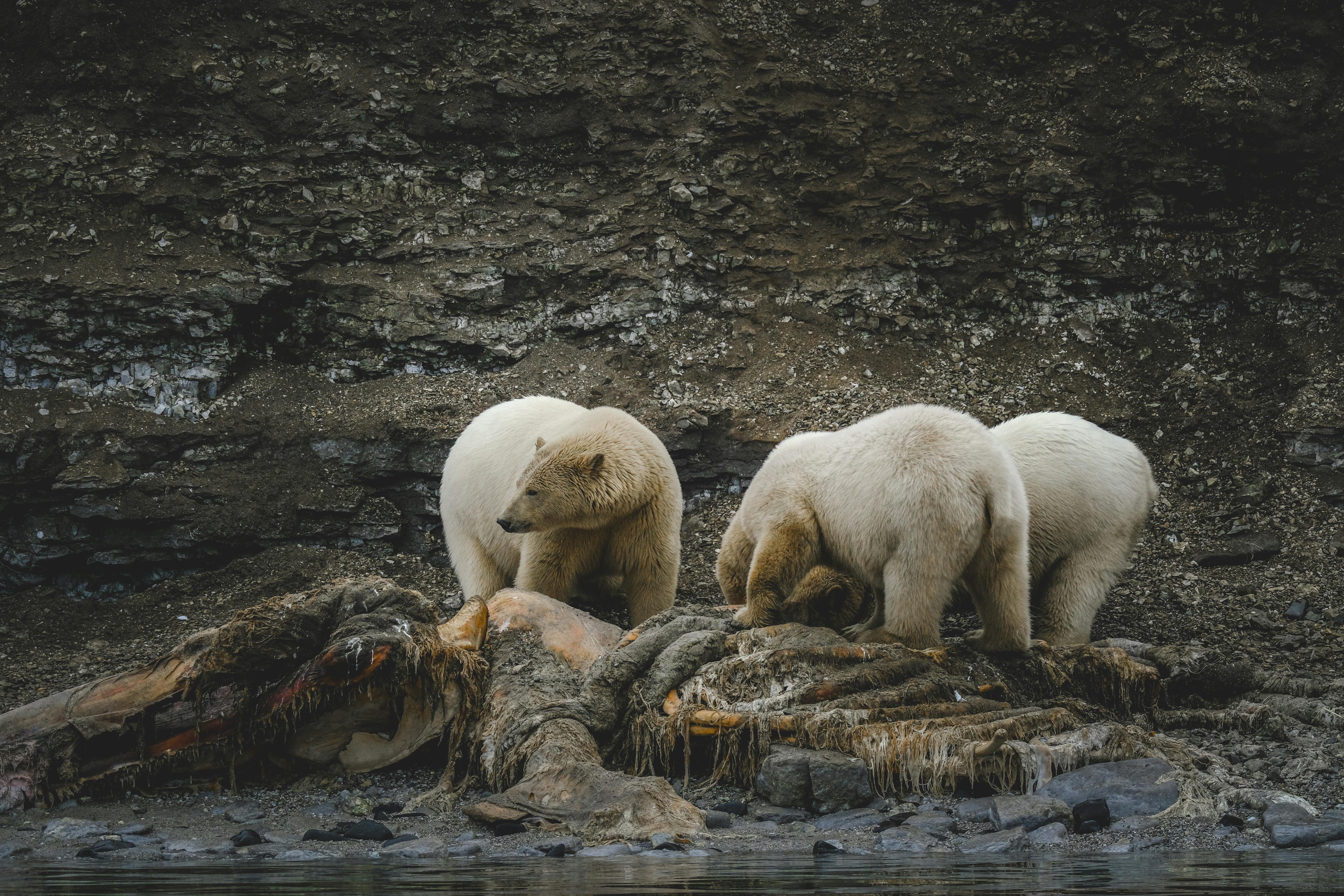 Three Polar Bears by River · Free Stock Photo