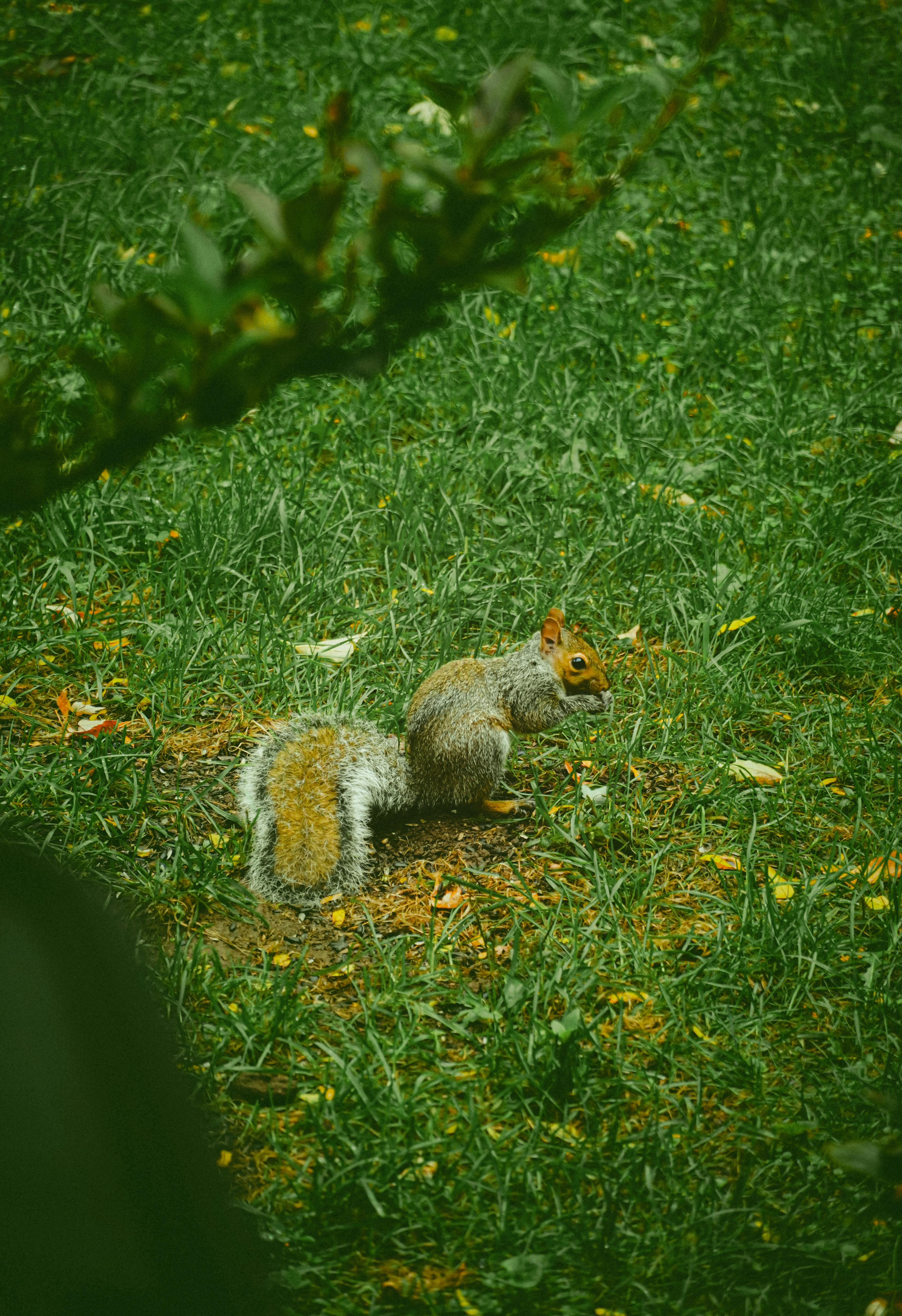 Squirrel on Grass · Free Stock Photo