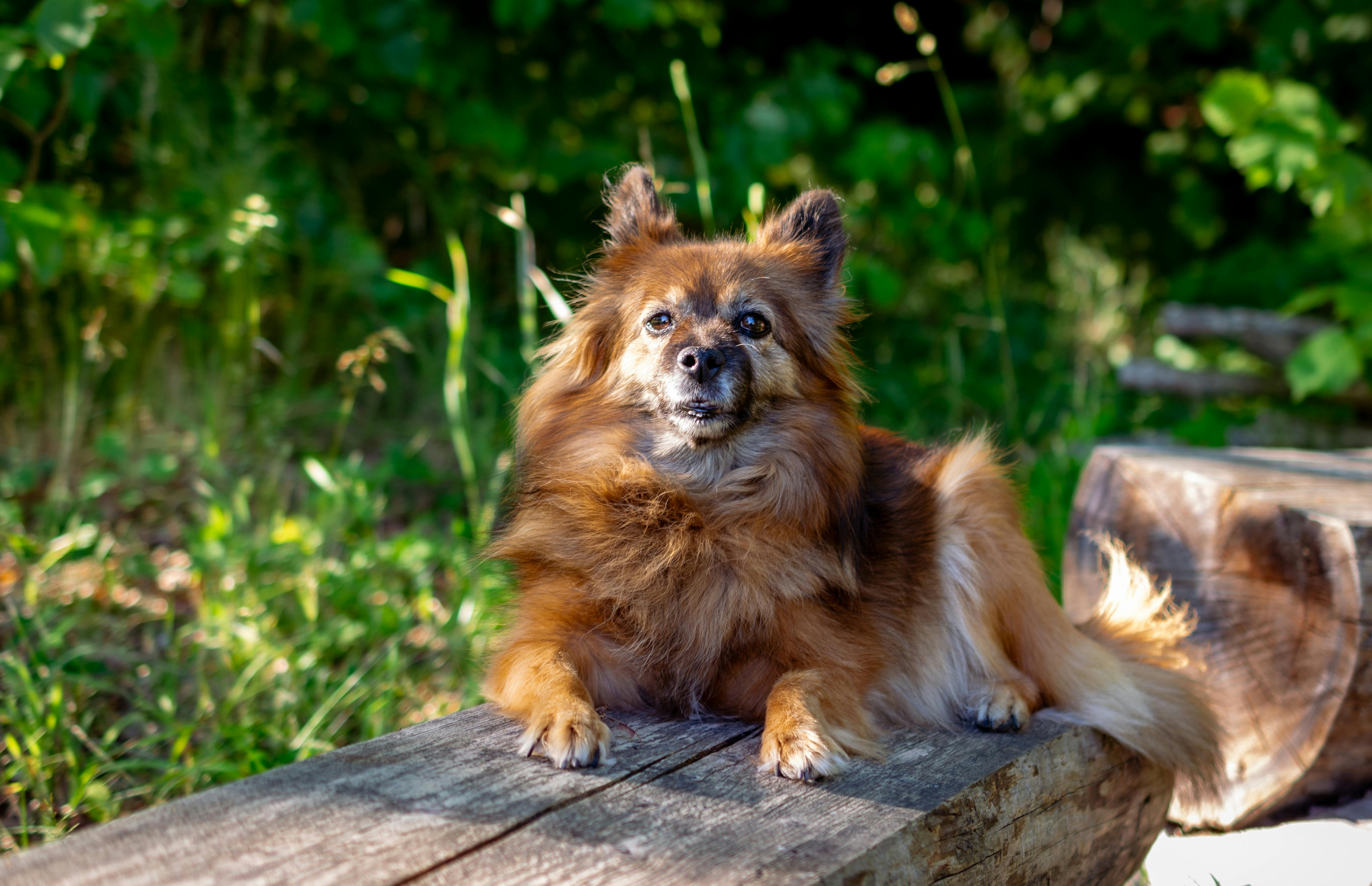 Pies rasa Paperanian · Free Stock Photo