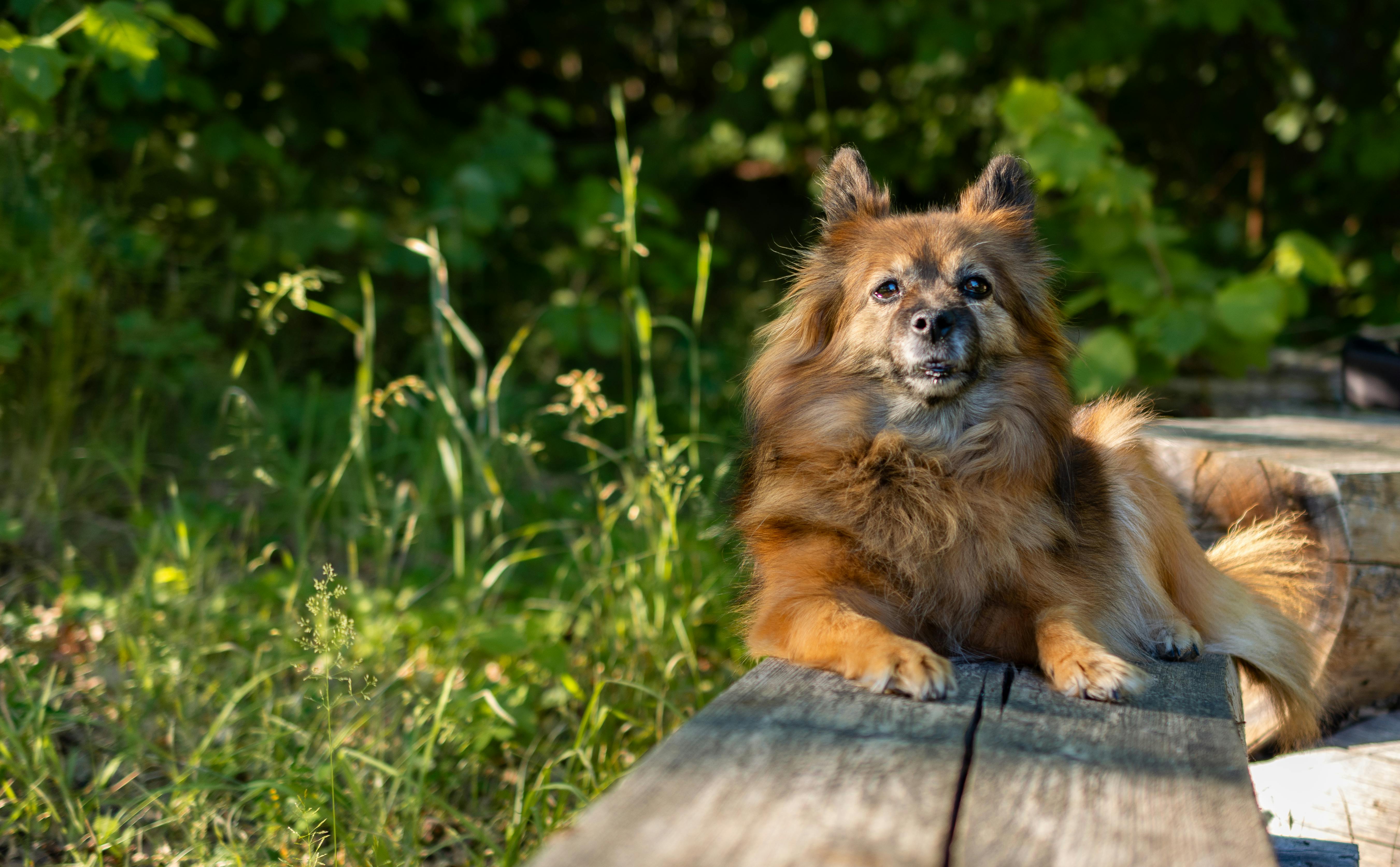 Drooling Dog Photos, Download The BEST Free Drooling Dog Stock Photos ...