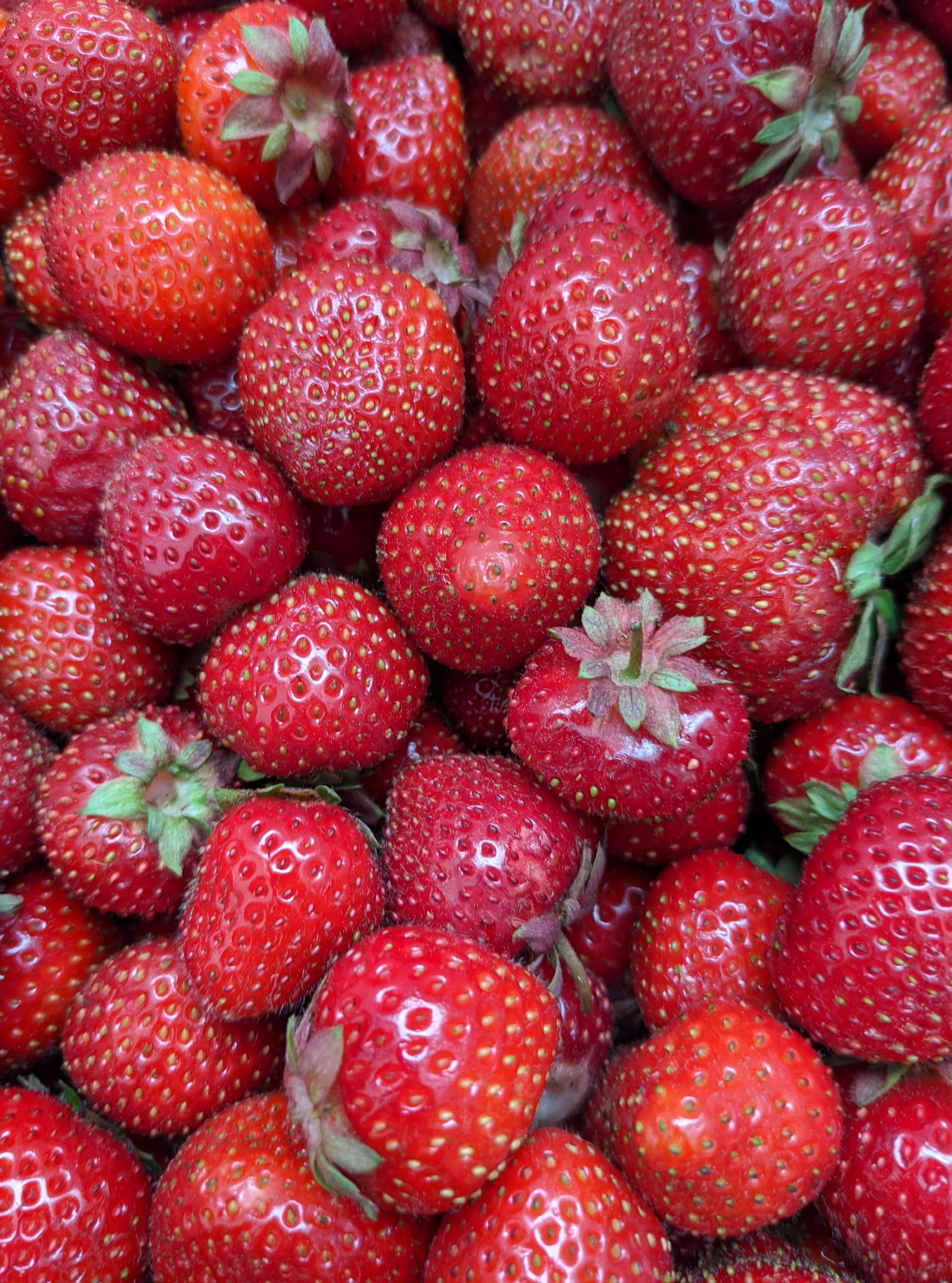 June Strawberries Photos, Download The BEST Free June Strawberries ...