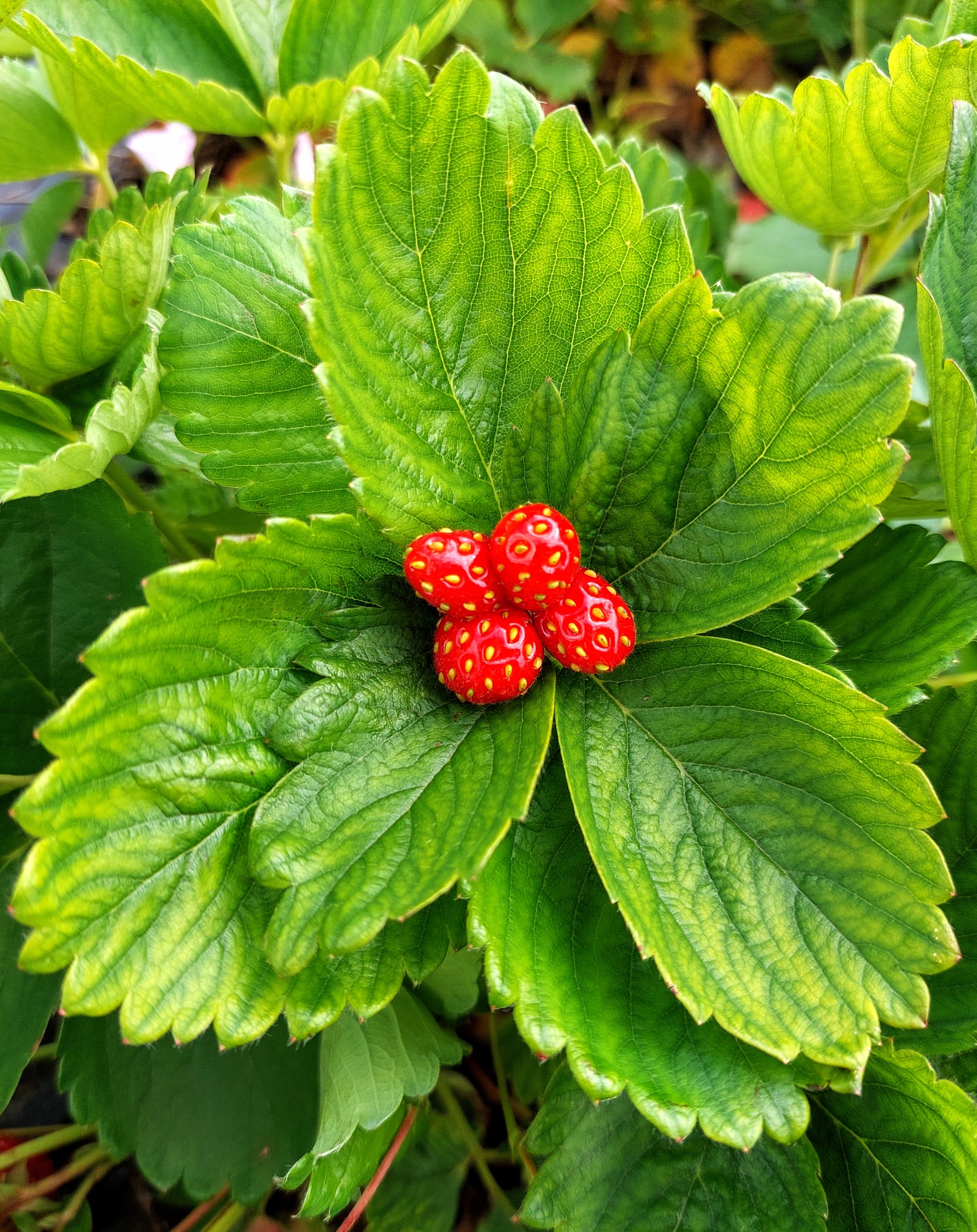 Mayo Berry Photos, Download The BEST Free Mayo Berry Stock Photos & HD ...