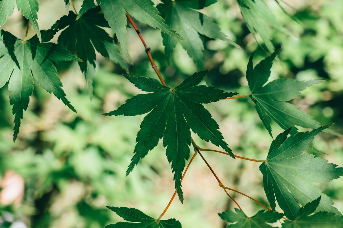 Green Tree Photos, Download The BEST Free Green Tree Stock Photos & HD ...