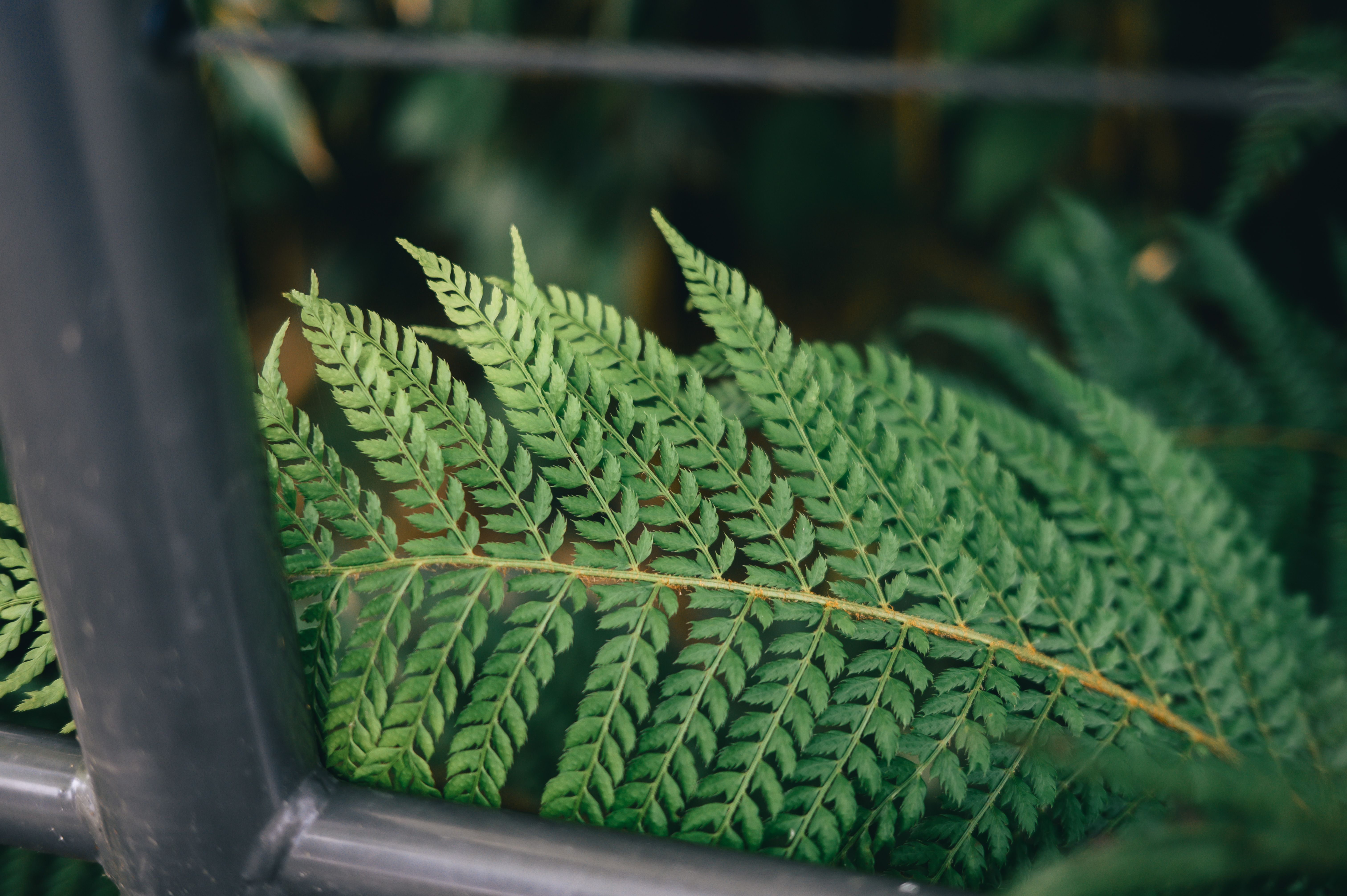 Fern behind Bar · Free Stock Photo
