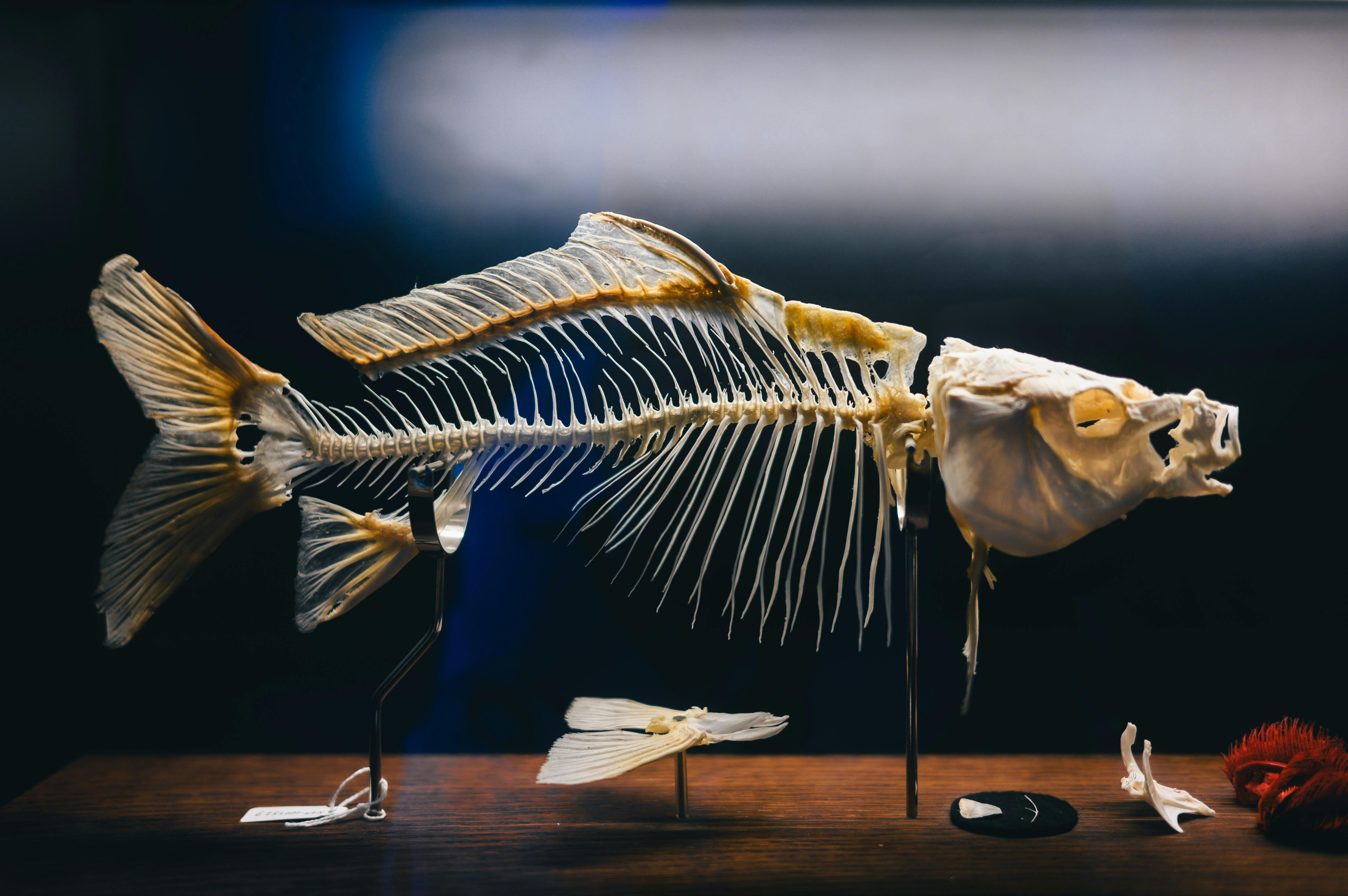 Fish Bone Fossil · Free Stock Photo