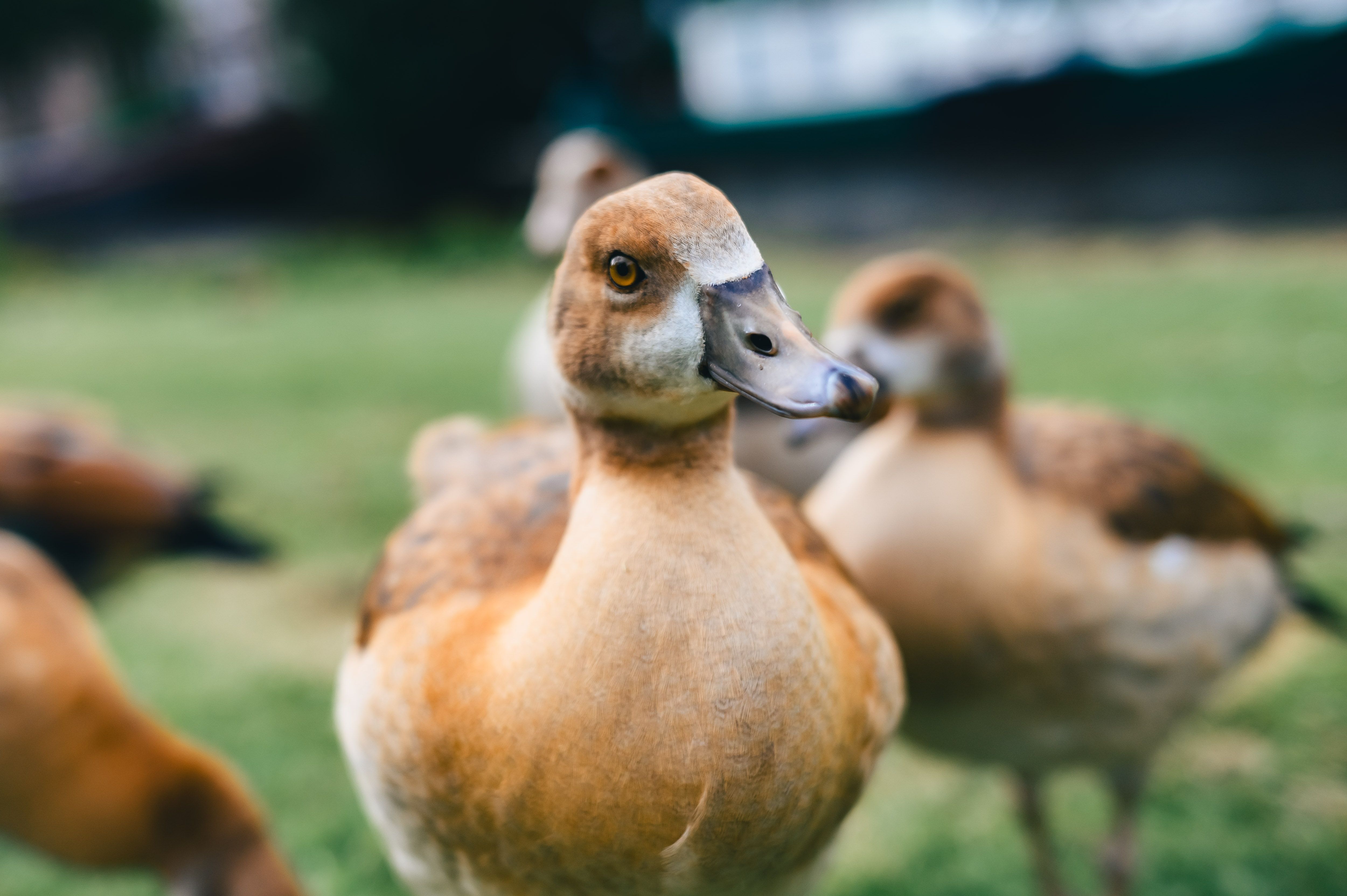 Selective Focus of Duck · Free Stock Photo