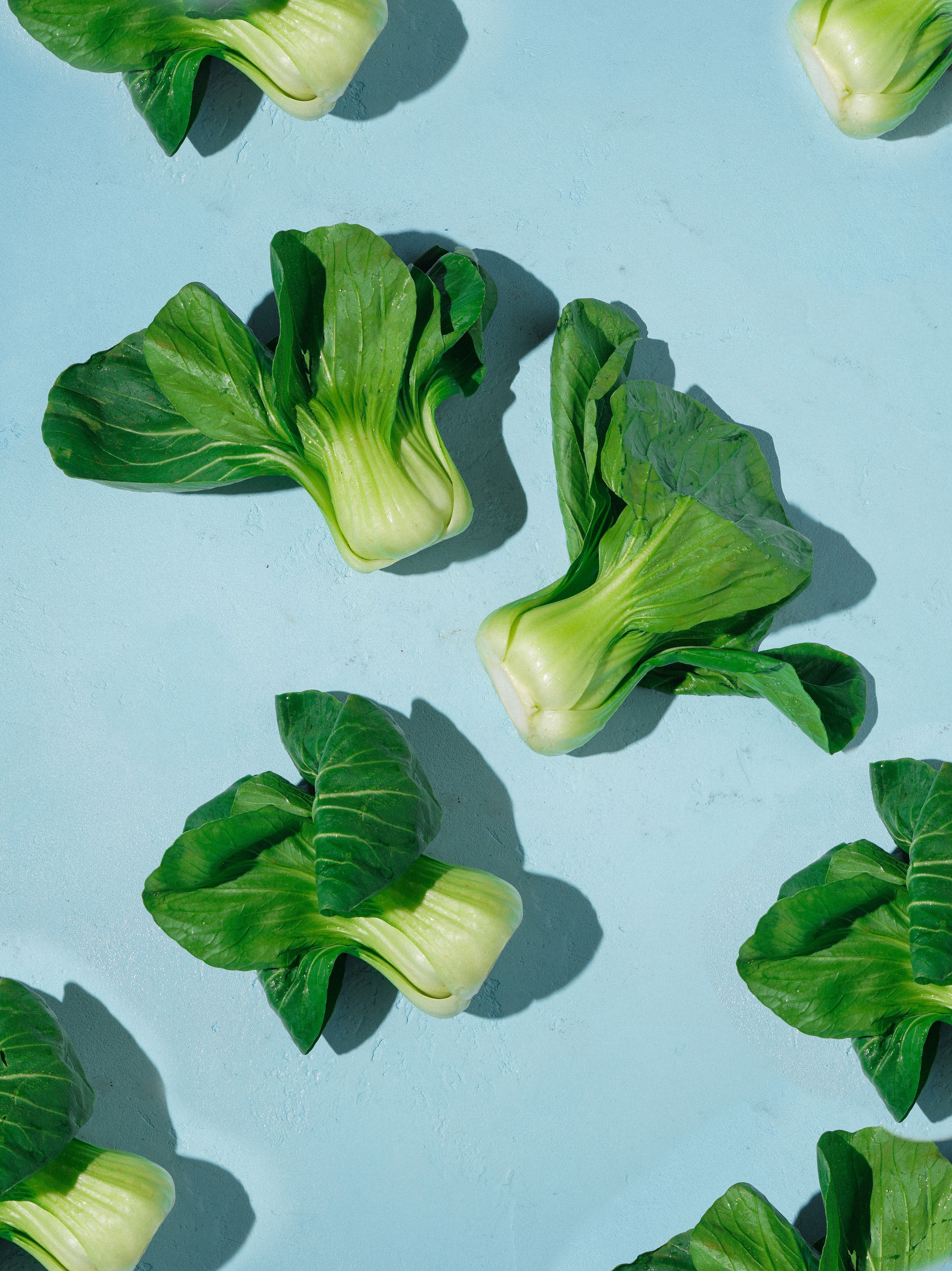 Bok Choy Cabbage in Blue Background · Free Stock Photo