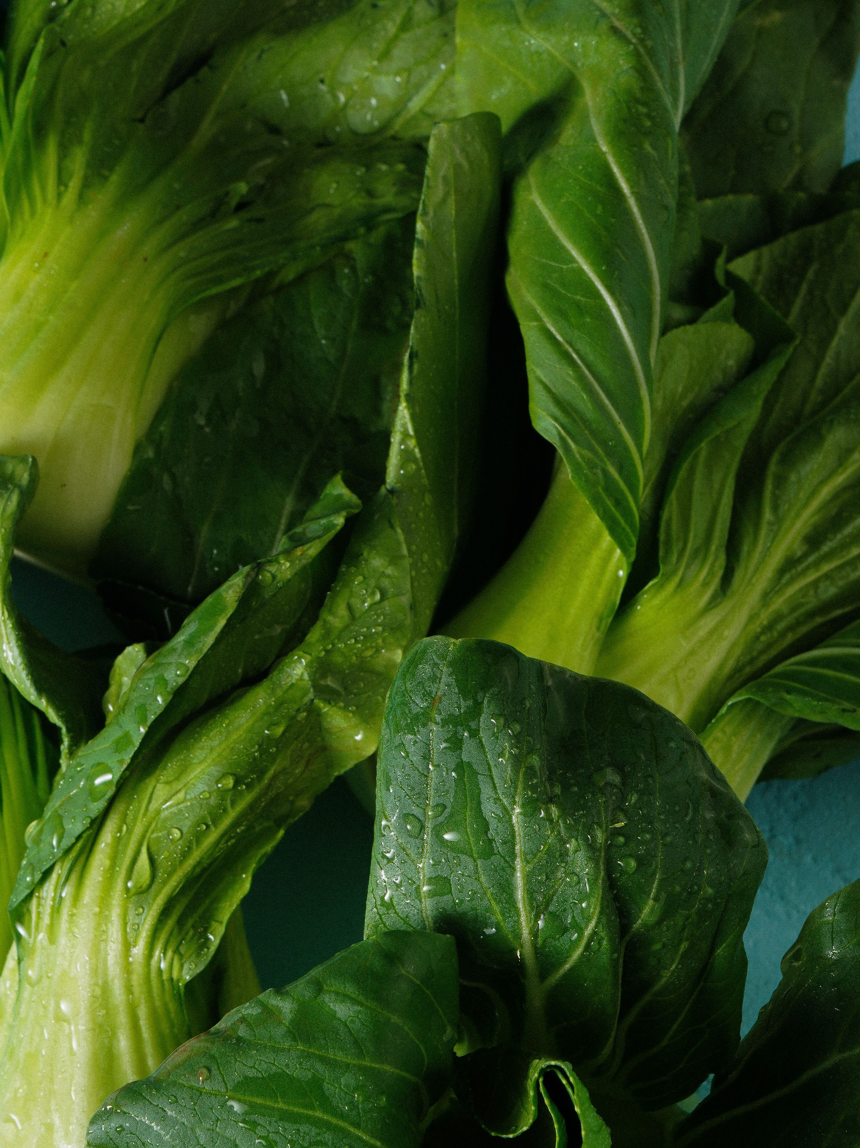 Wet Cabbage Leaves · Free Stock Photo