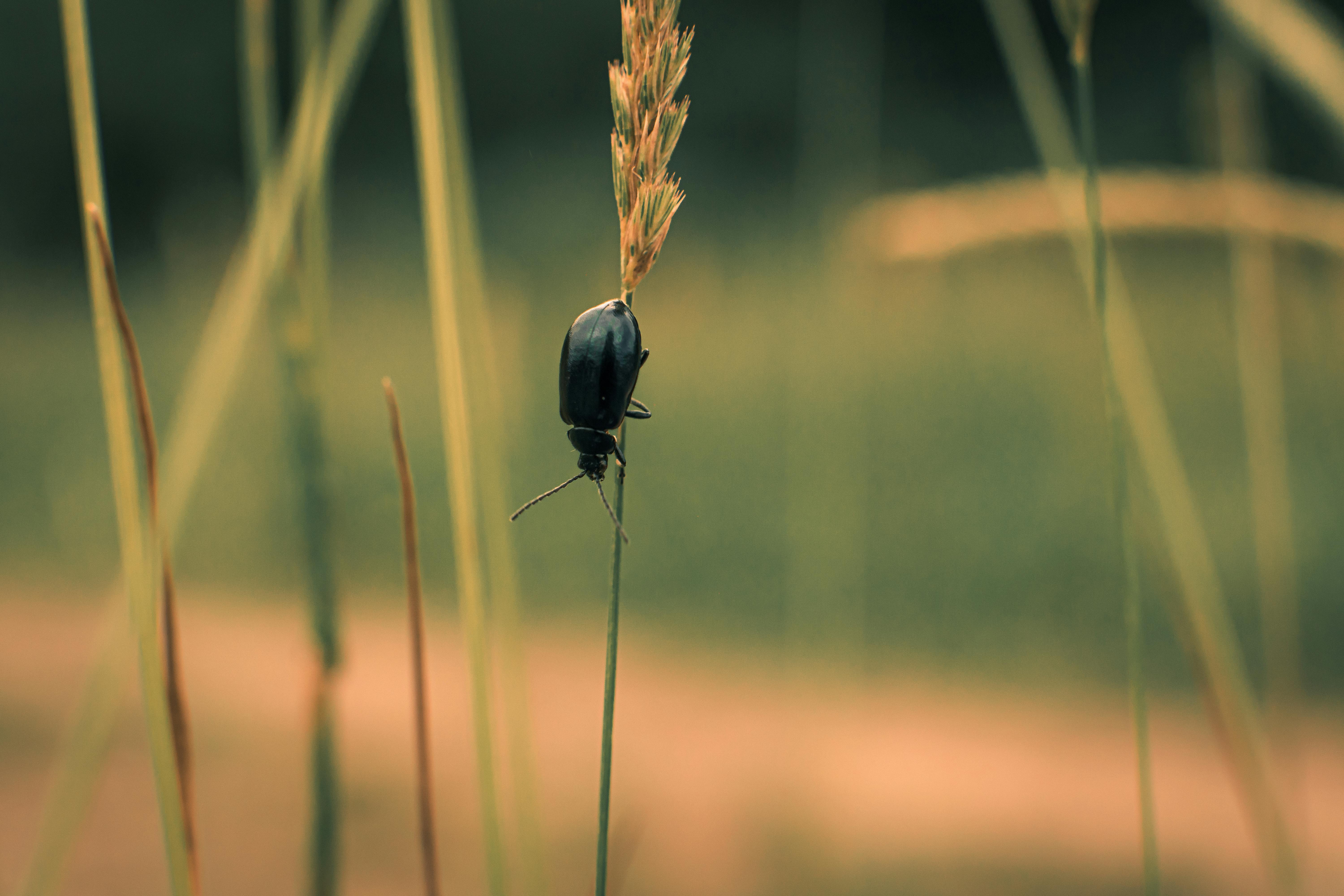 A bug is sitting on top of a tall grass · Free Stock Photo