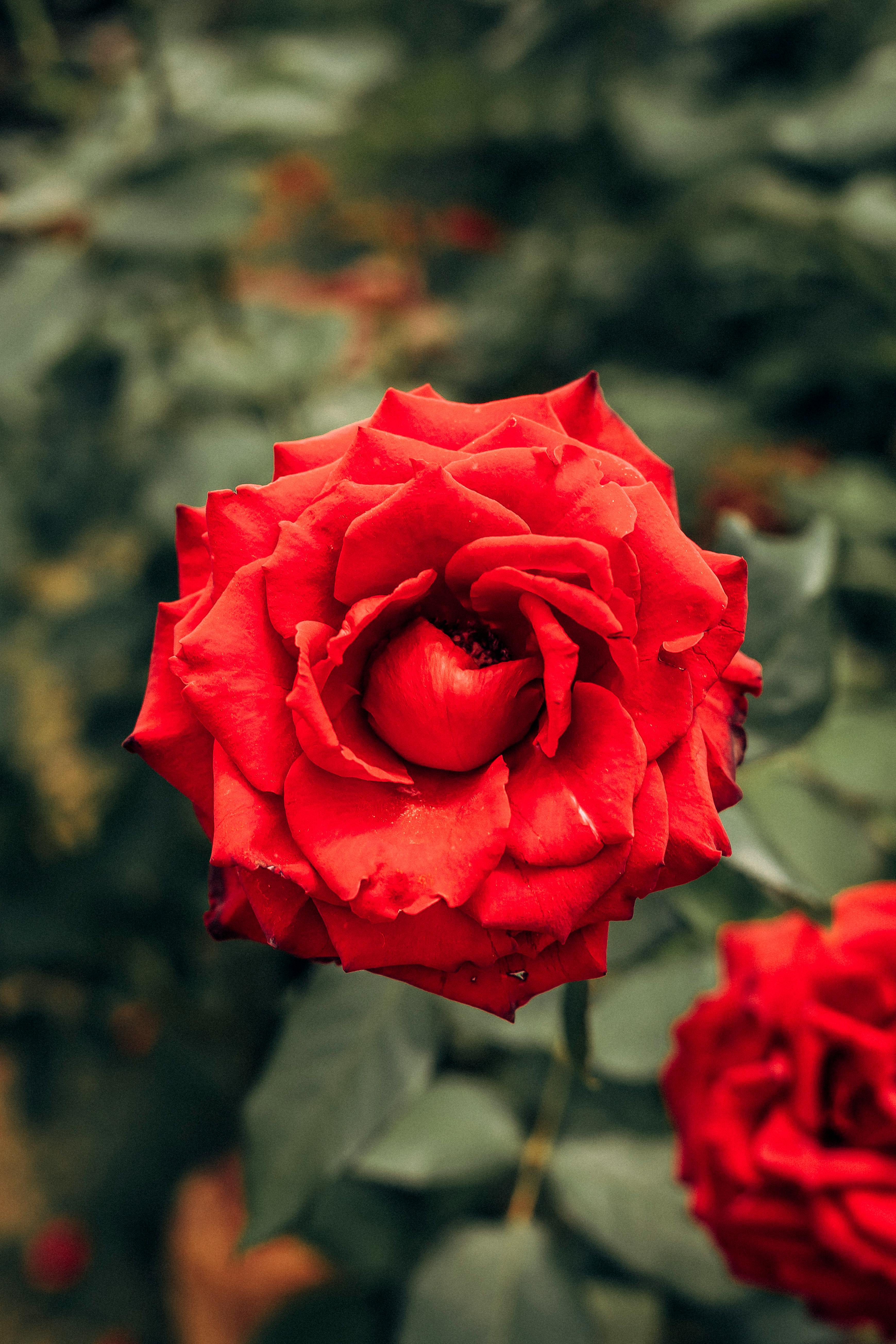 Red Rose Flower · Free Stock Photo
