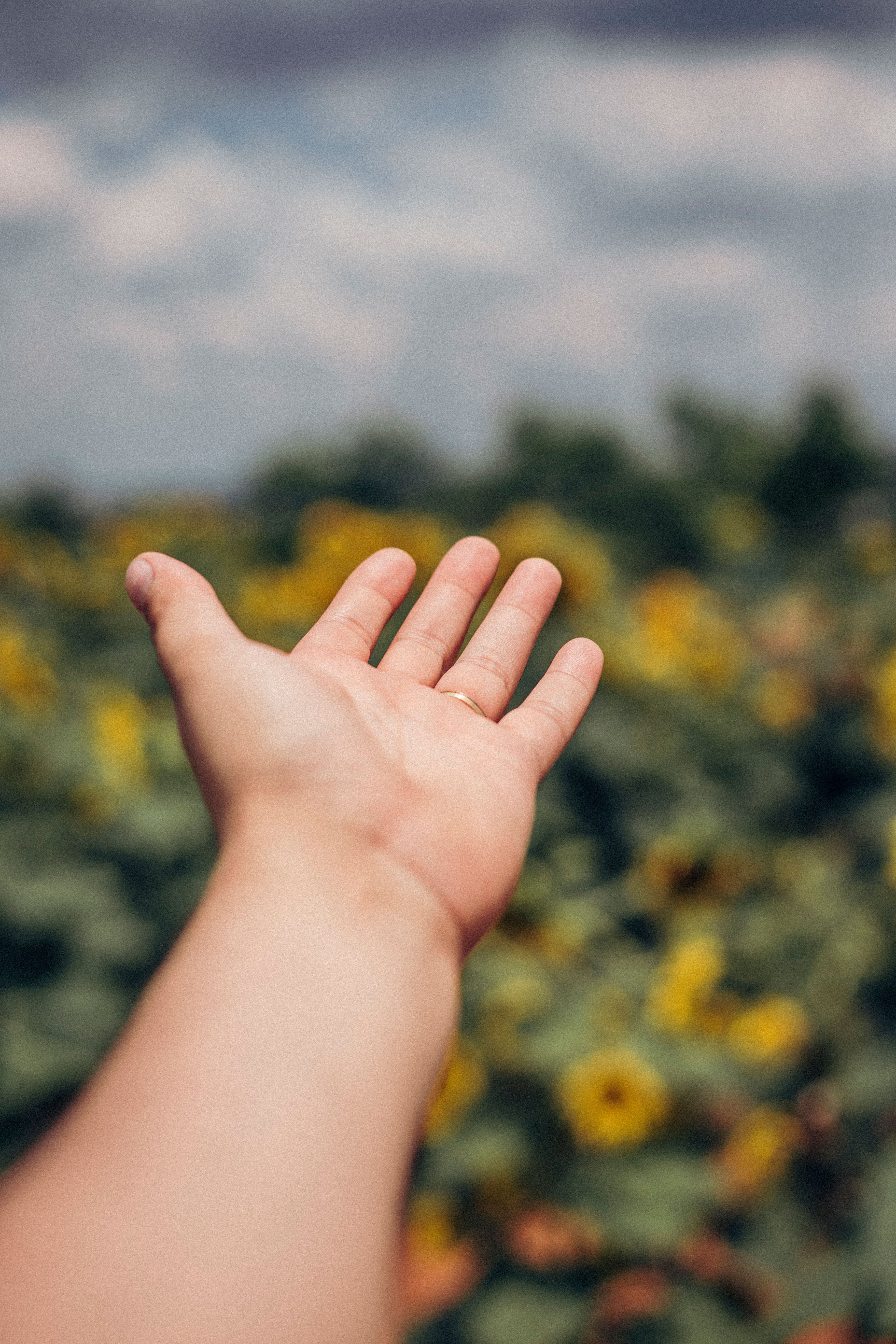 Hand over Sunflowers in Field · Free Stock Photo