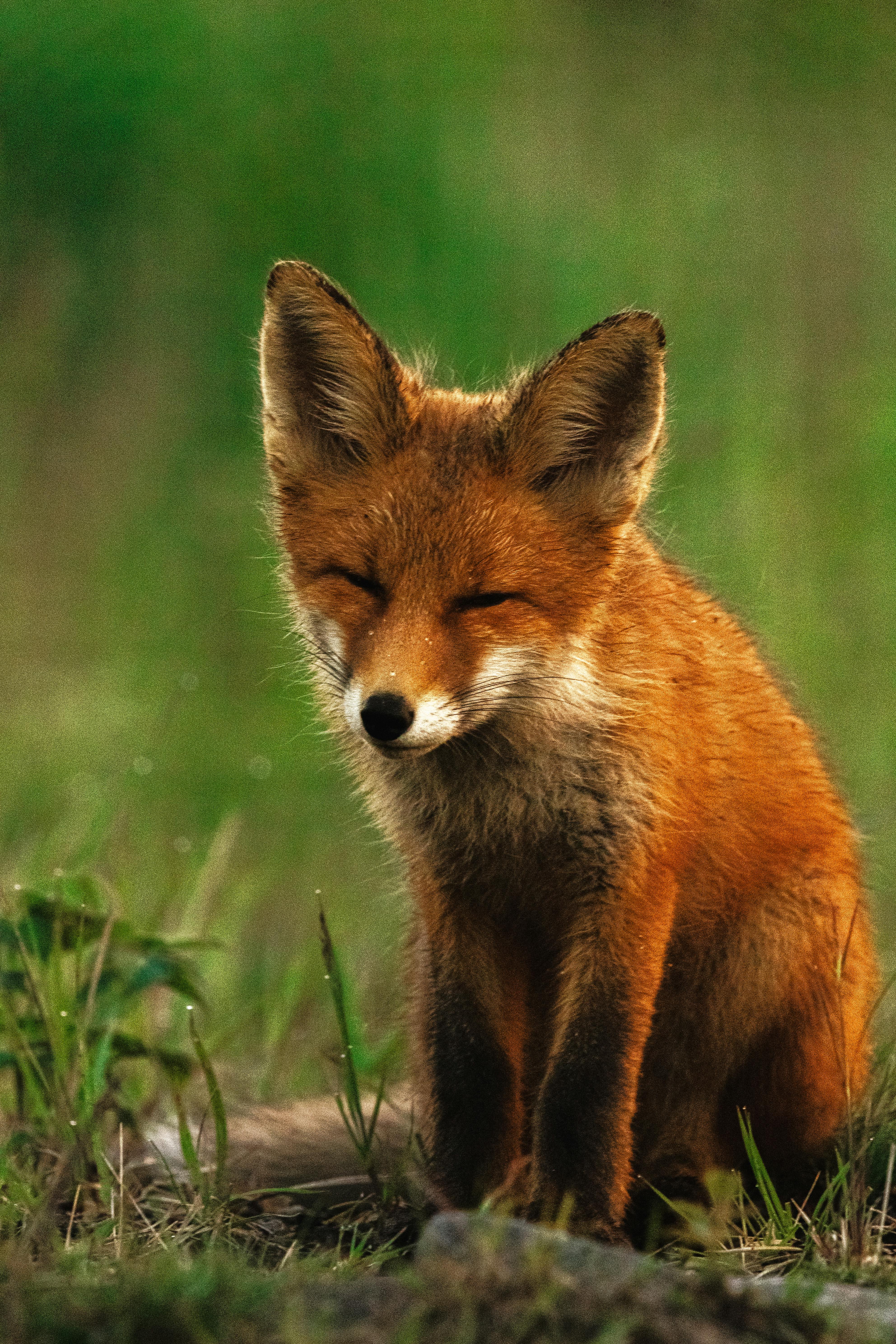 Anak Rubah · Foto Stok Gratis