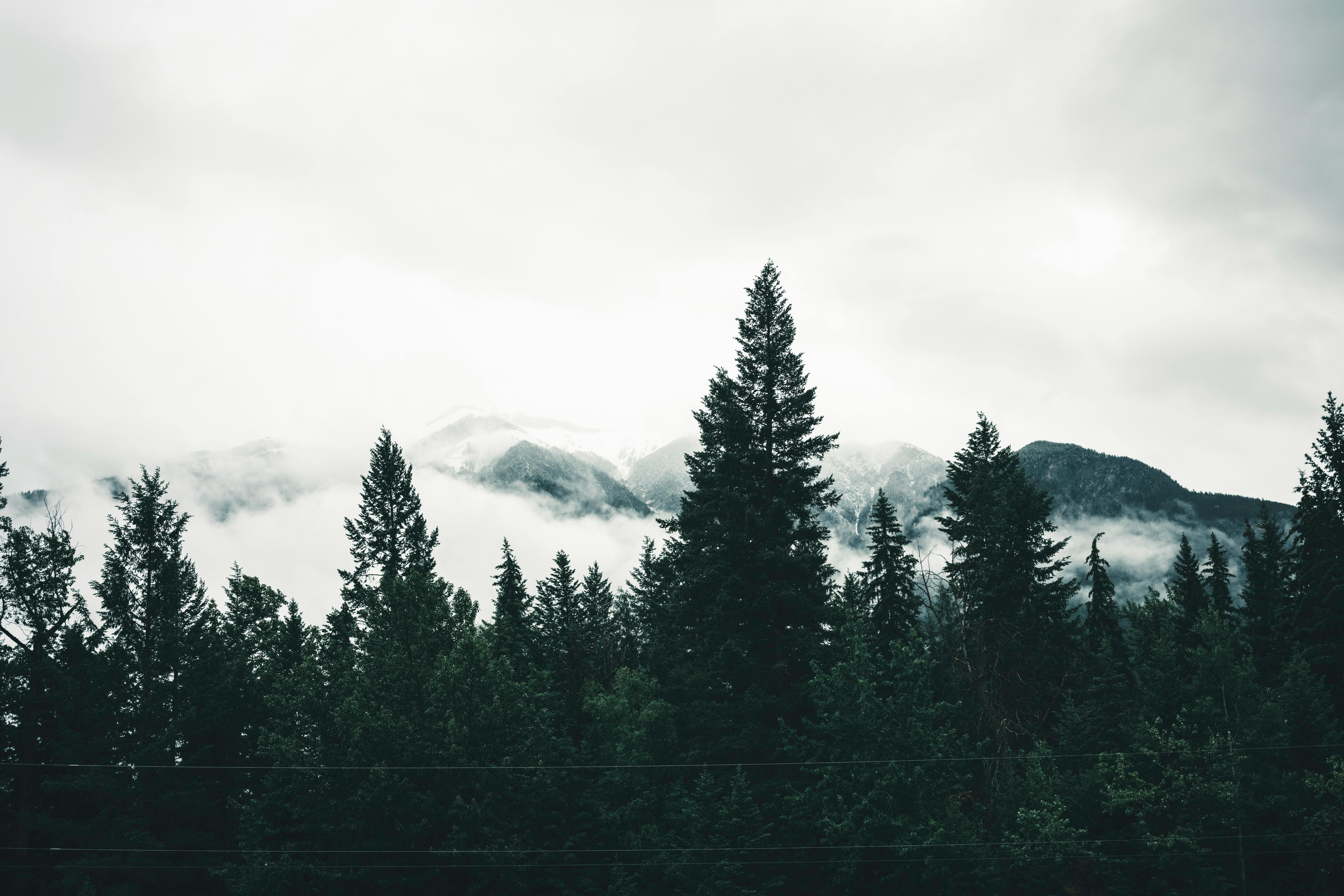 Deep, Evergreen Forest in Mountains · Free Stock Photo