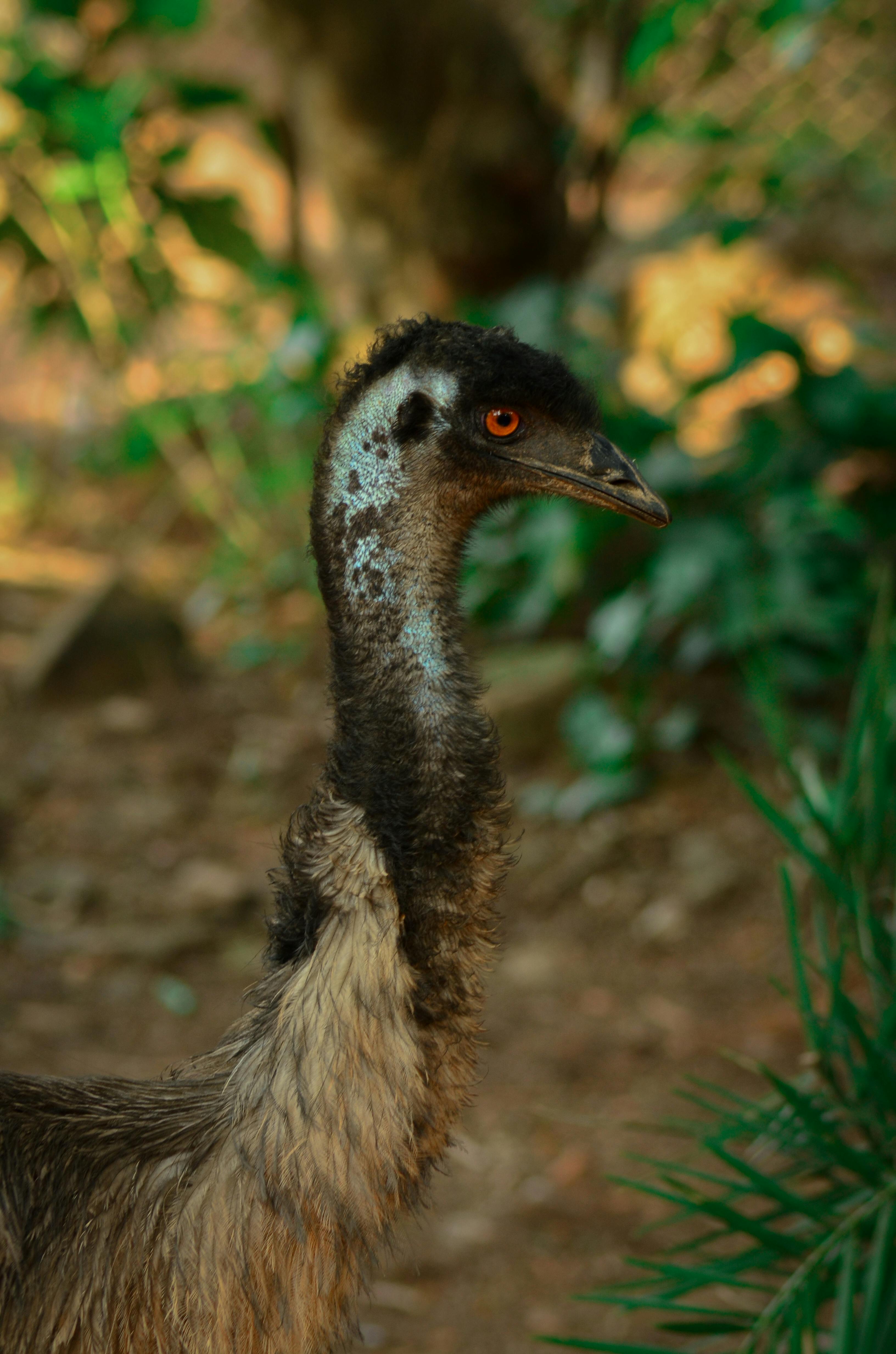 Black Emu Photos, Download The BEST Free Black Emu Stock Photos & HD Images