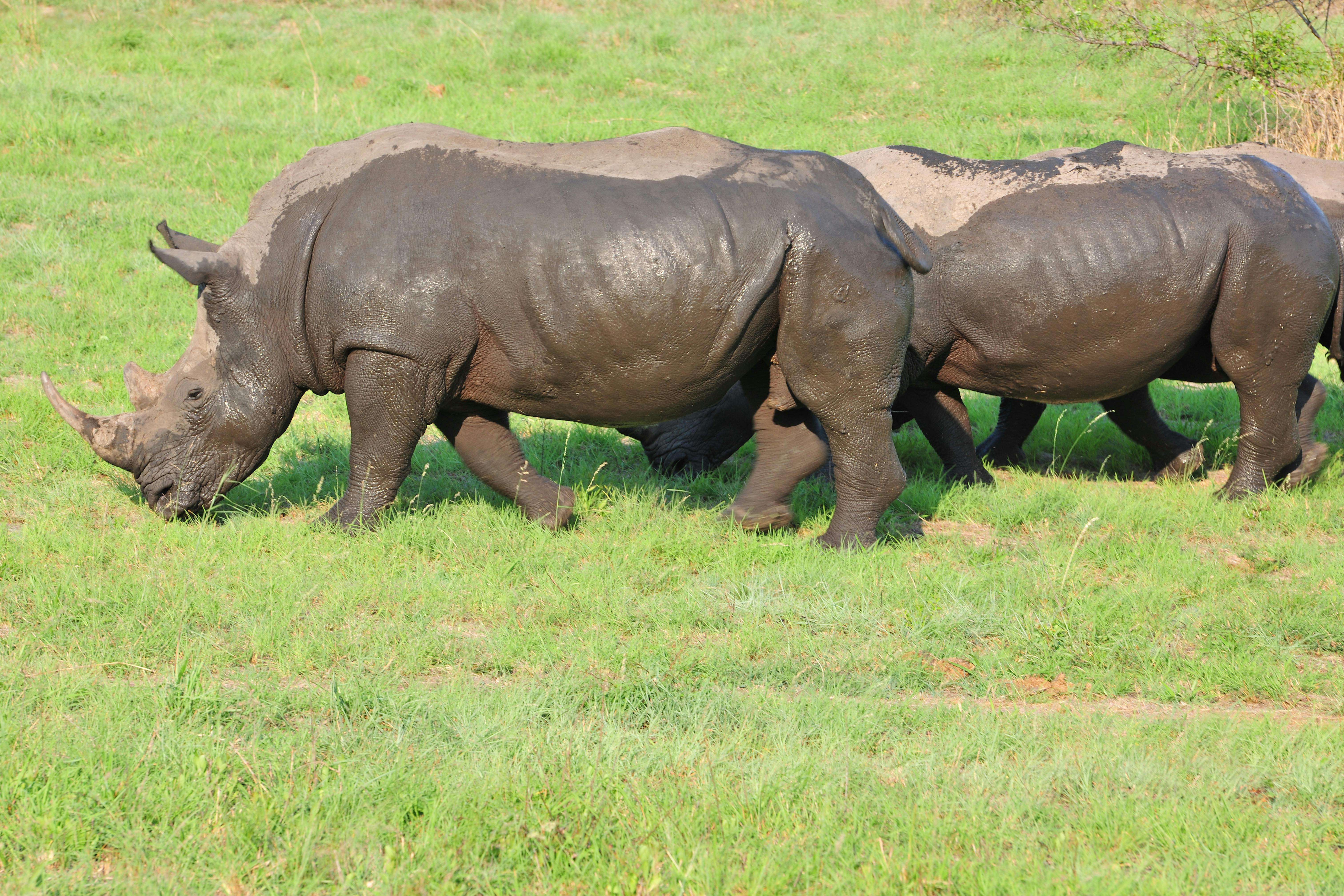 Two Rhino on Gray Field · Free Stock Photo