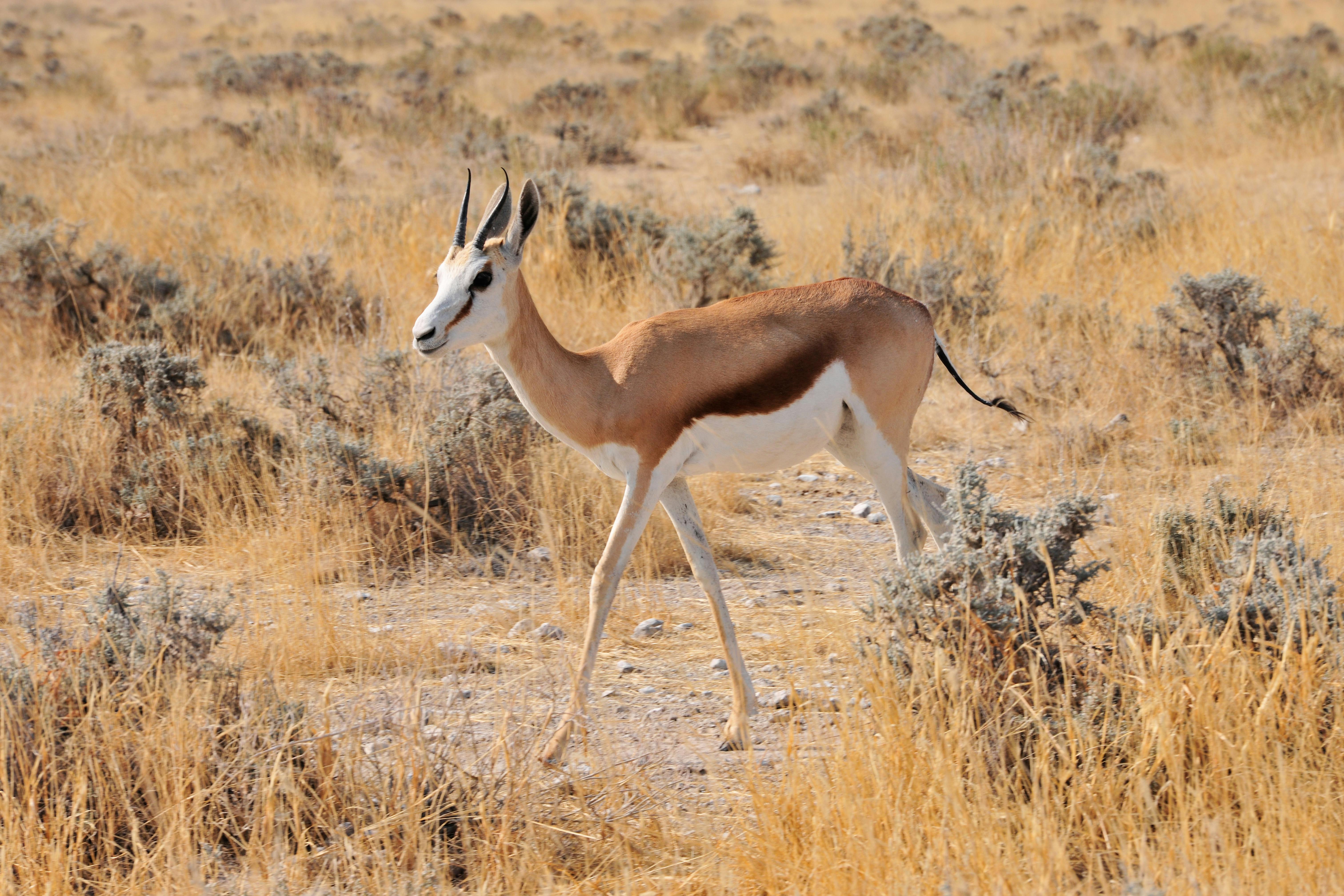 African Springbok Photos, Download The BEST Free African Springbok ...