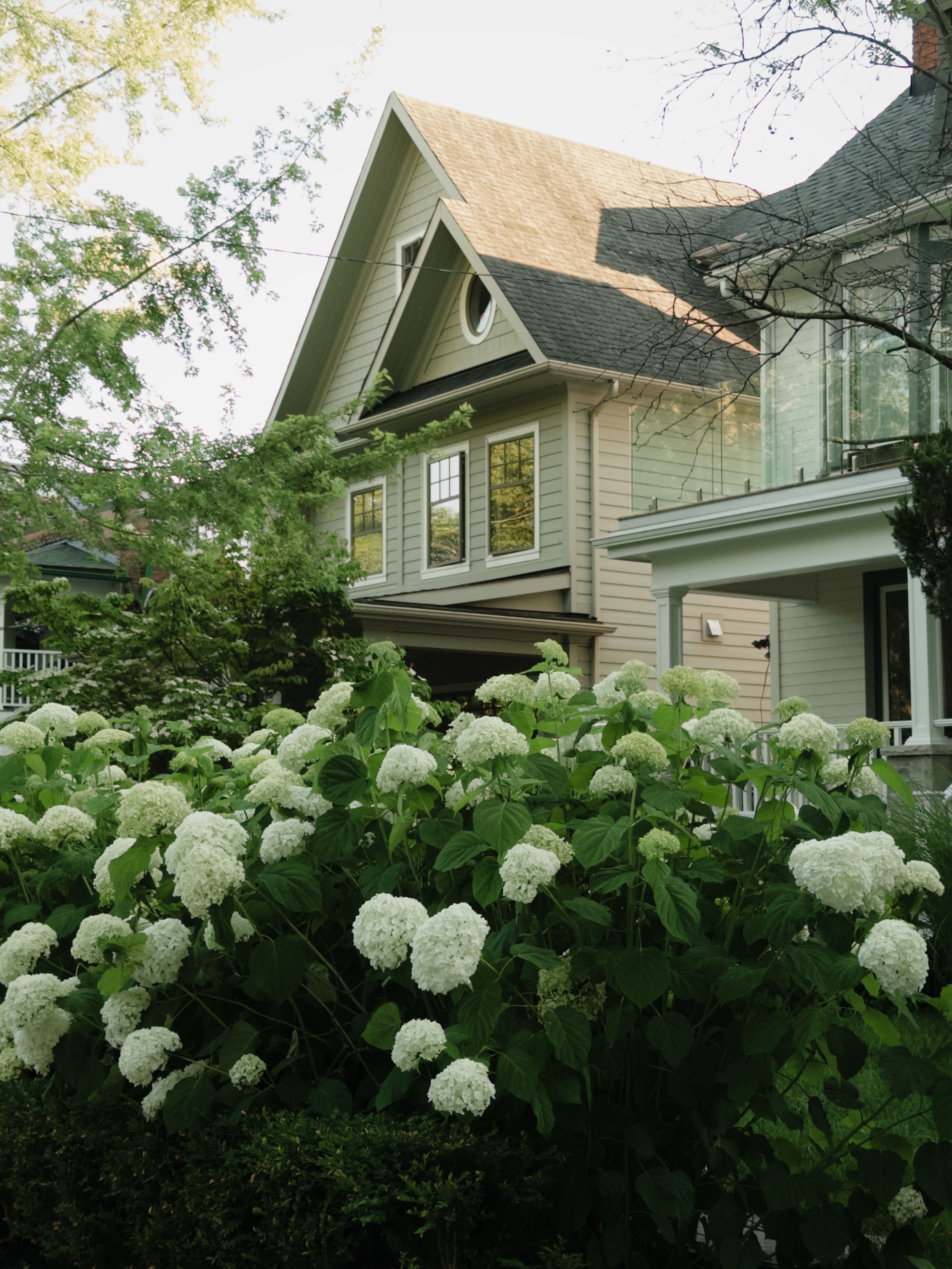 View of Hydrangeas Growing in Front of a House · Free Stock Photo
