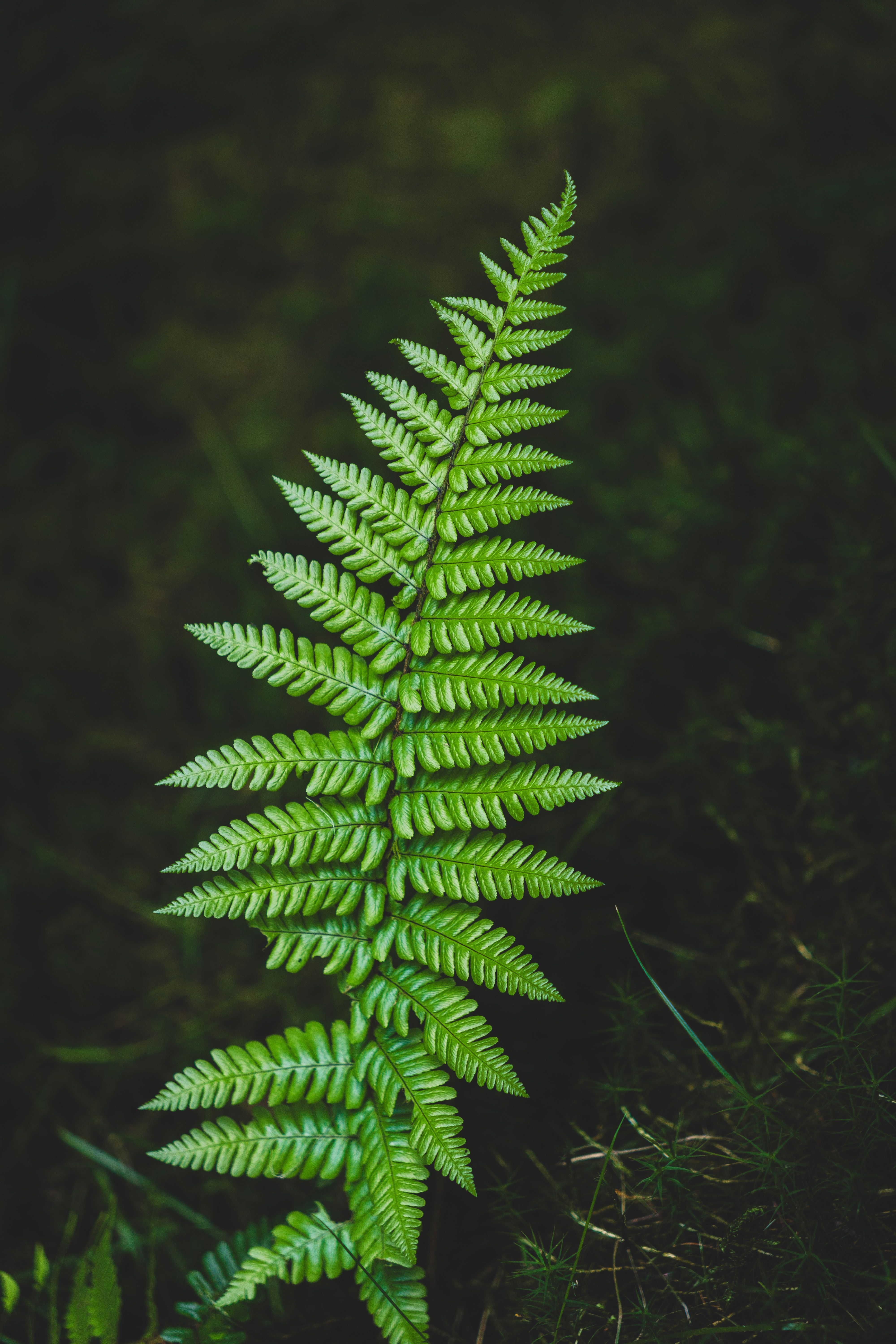 Close-Up Photography of Fern Plant · Free Stock Photo