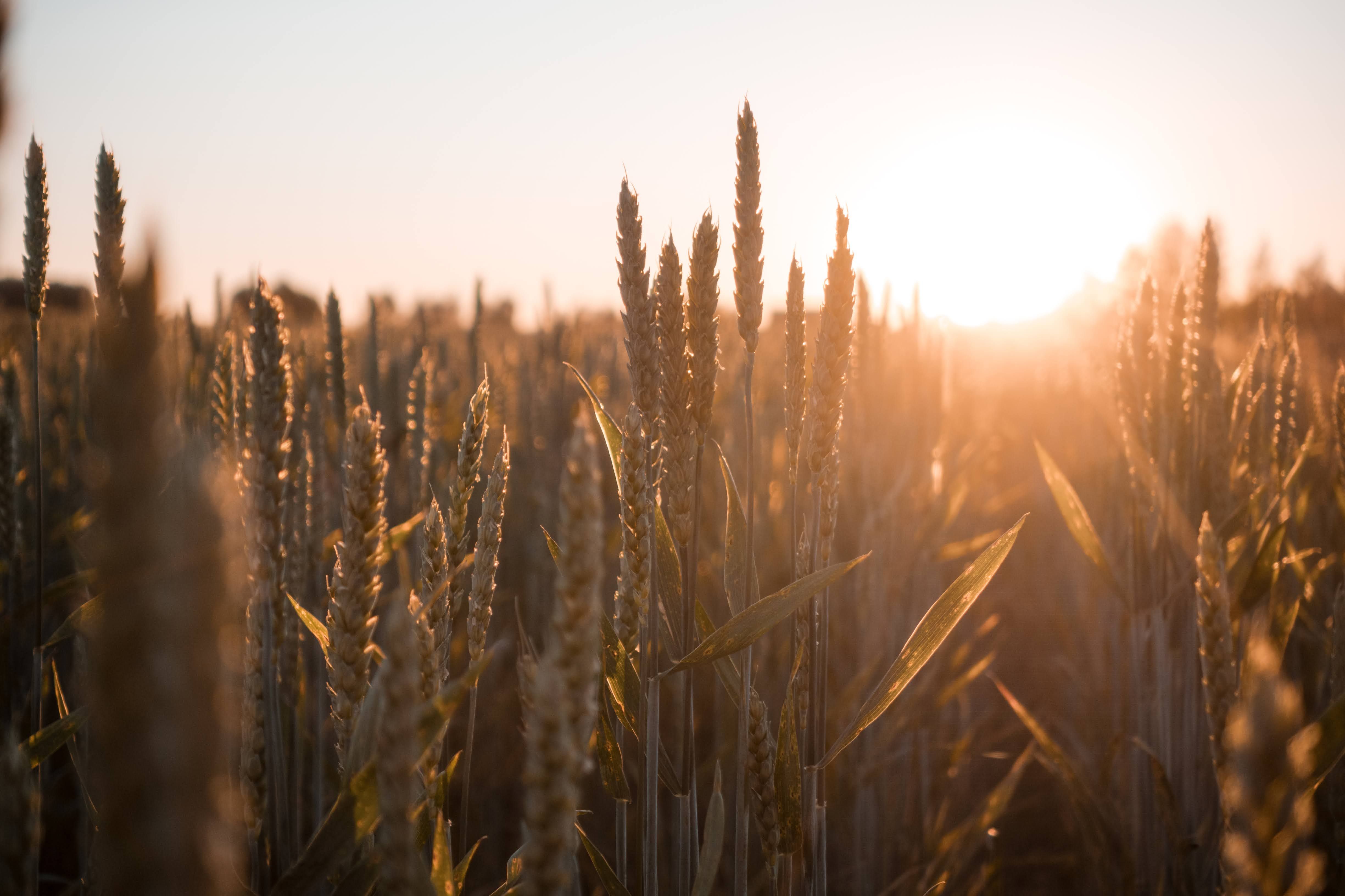 Farm Landscape Photos, Download The BEST Free Farm Landscape Stock ...