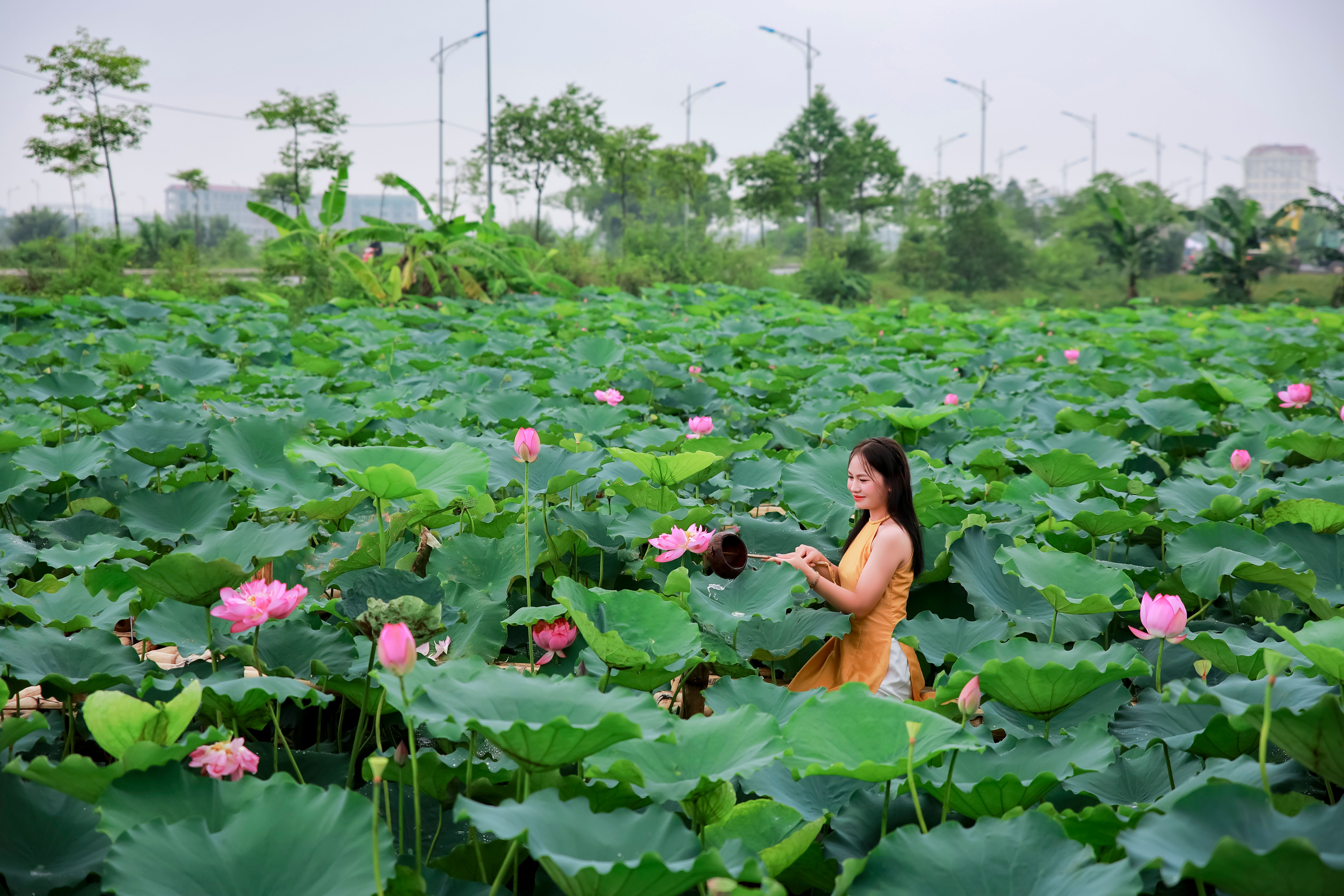 Smiling Woman in Ao Dai among Lotus Flowers and Plants · Free Stock Photo