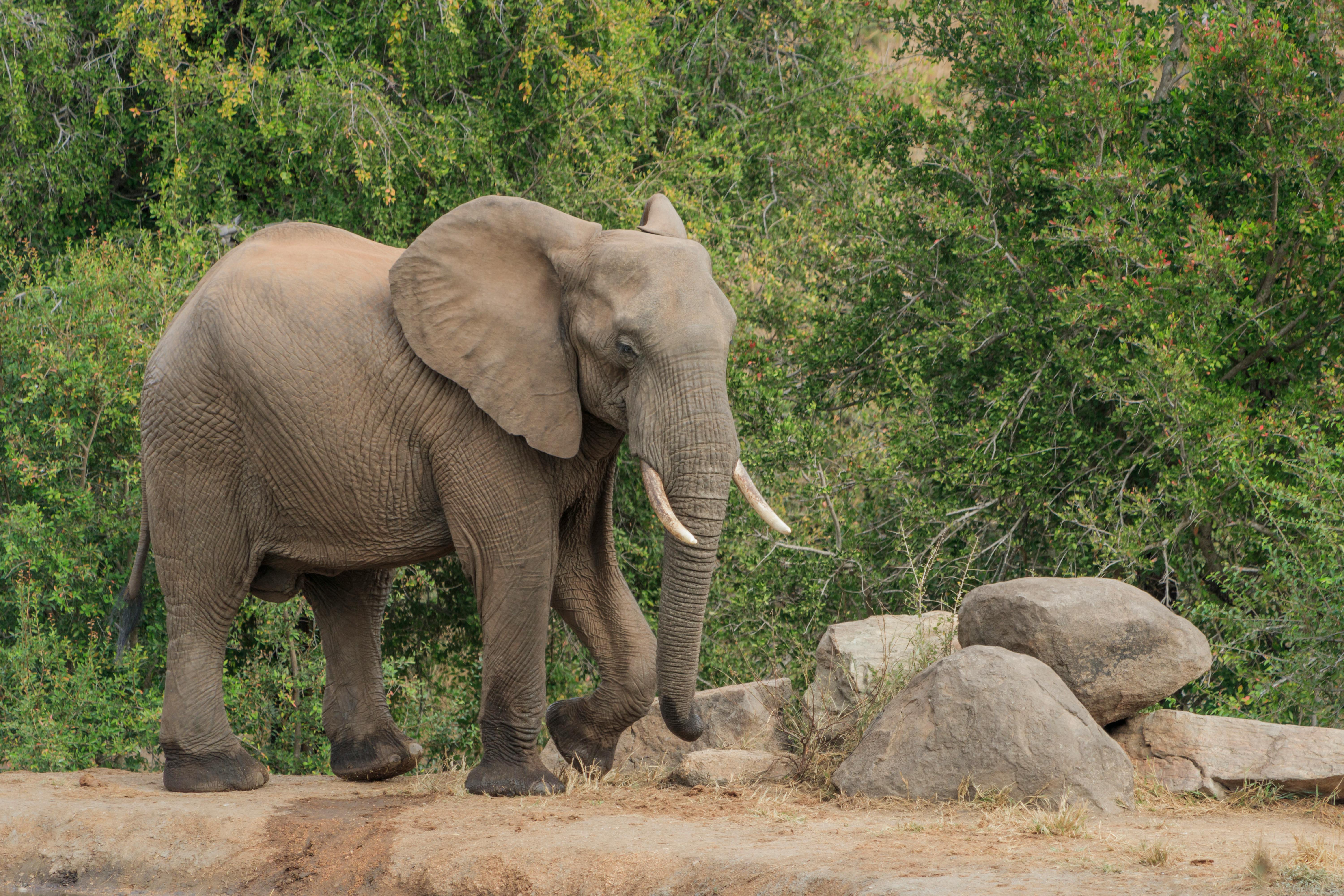 Elephant Near Plants and Trees · Free Stock Photo
