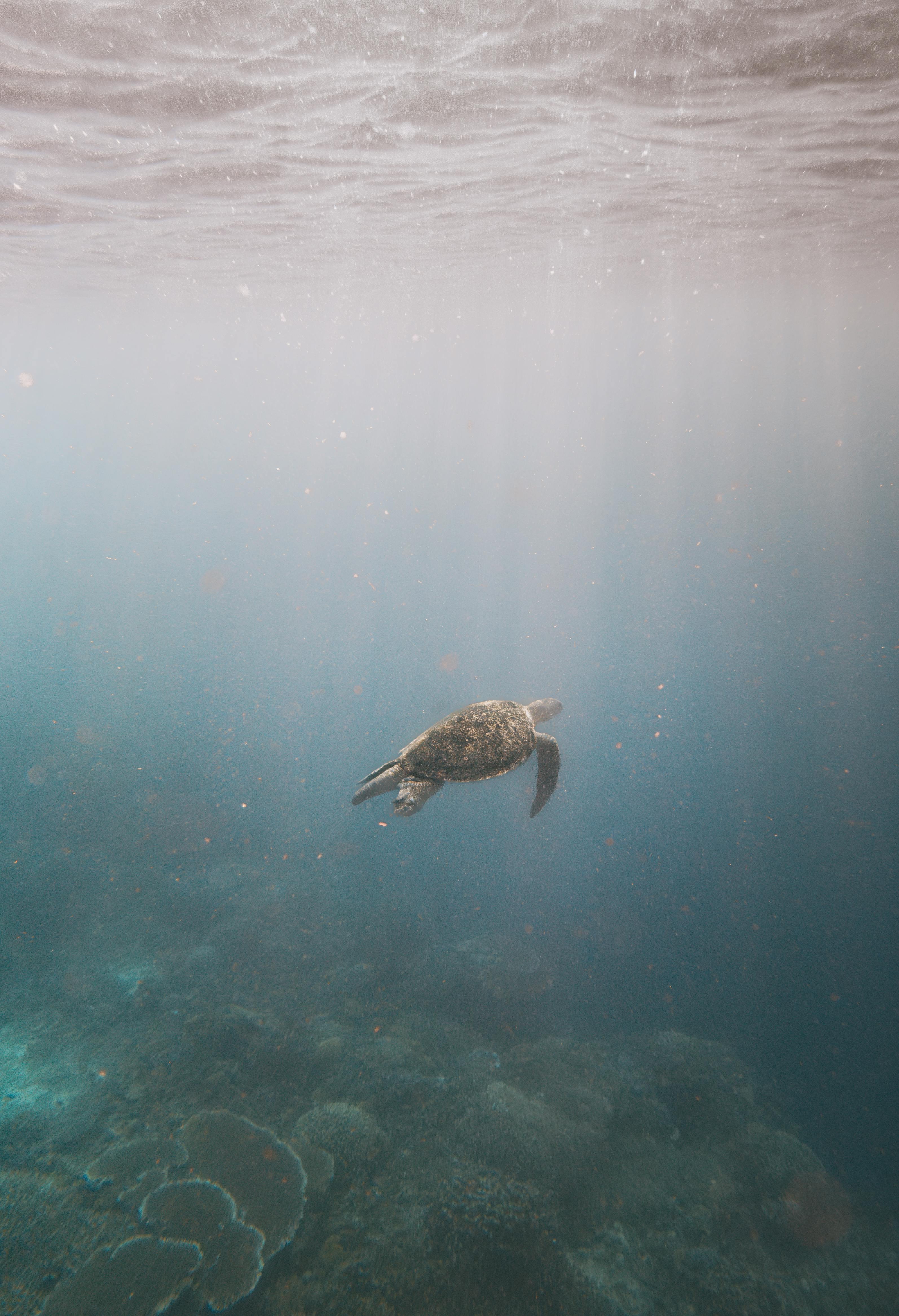 Turtle floating under blue sea water · Free Stock Photo