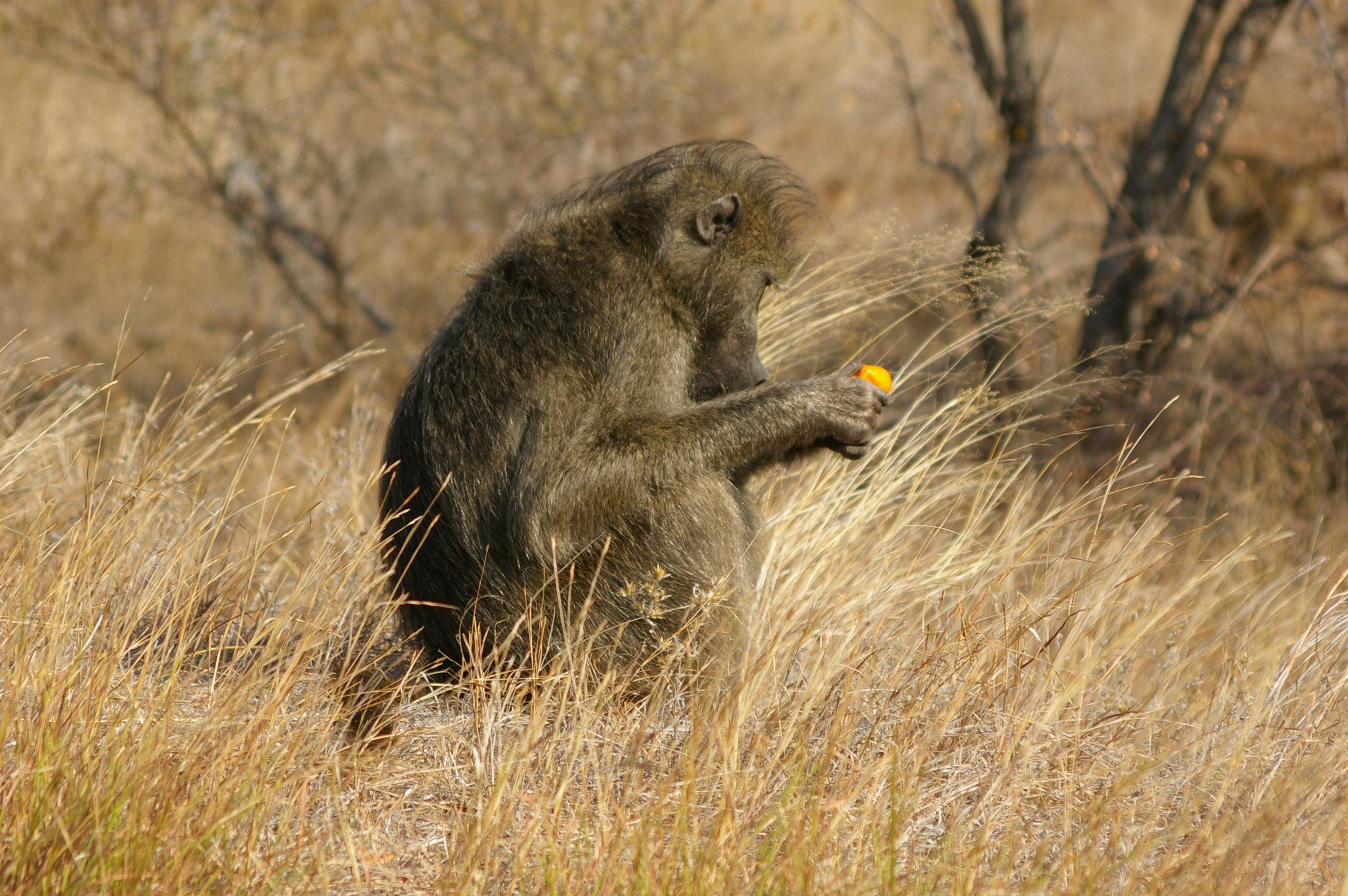 Chacma Baboon holding a fruit · Free Stock Photo