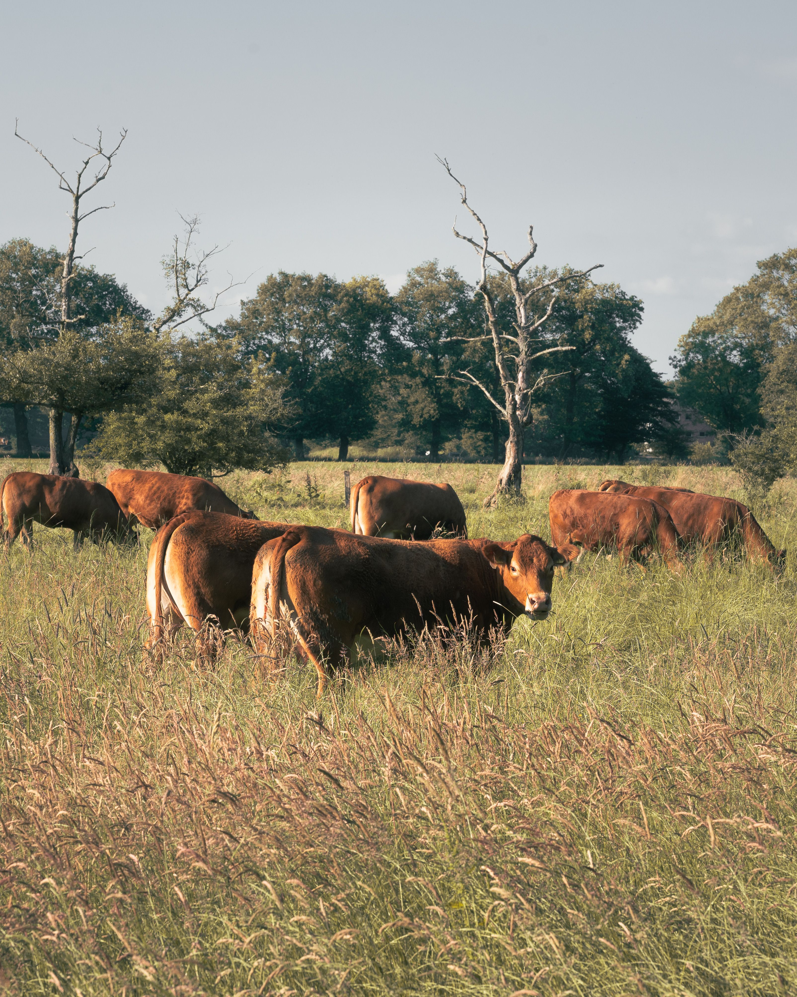 Cattle on Rural Field · Free Stock Photo