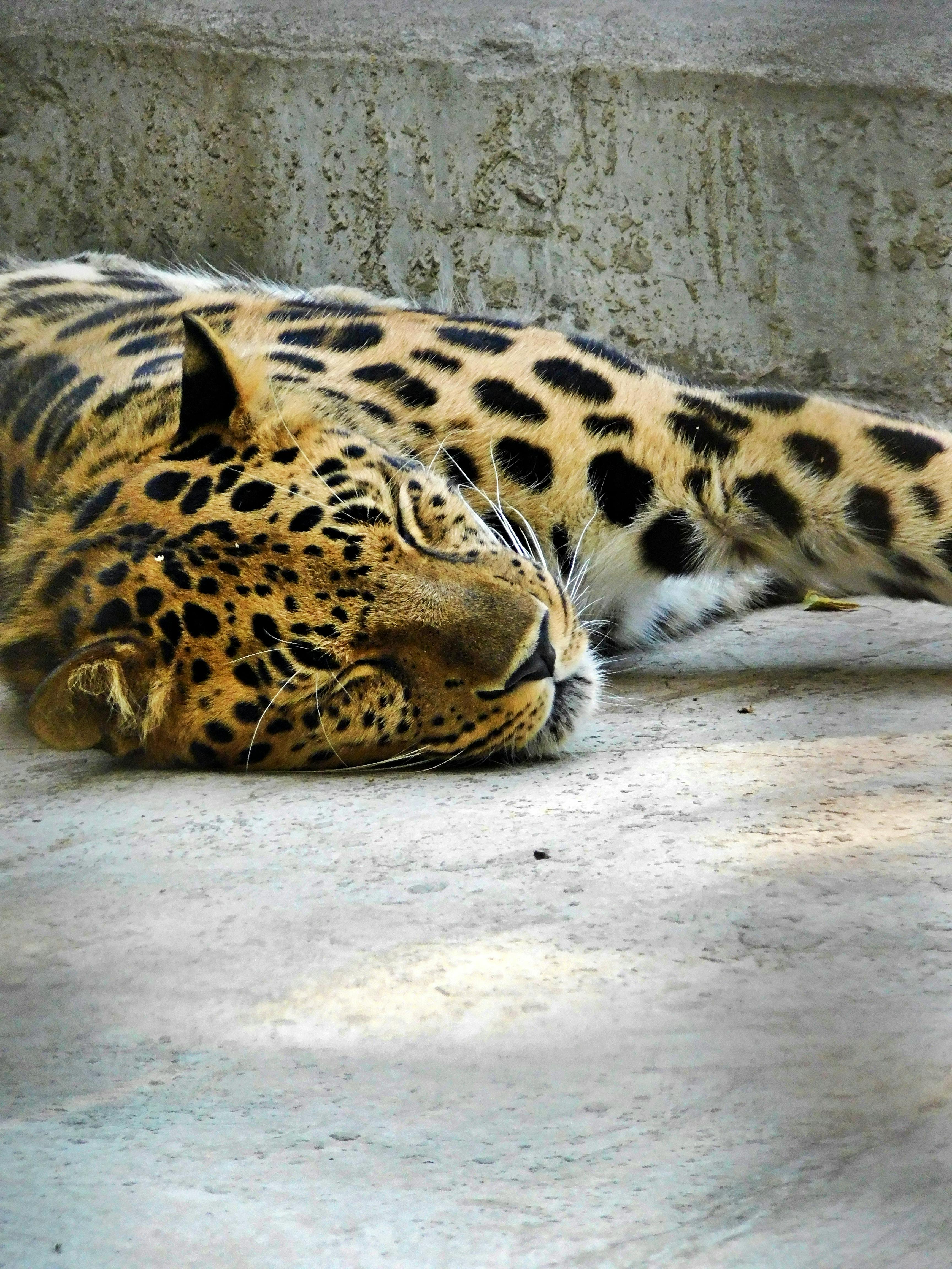 Photo of Leopard Sleeping · Free Stock Photo