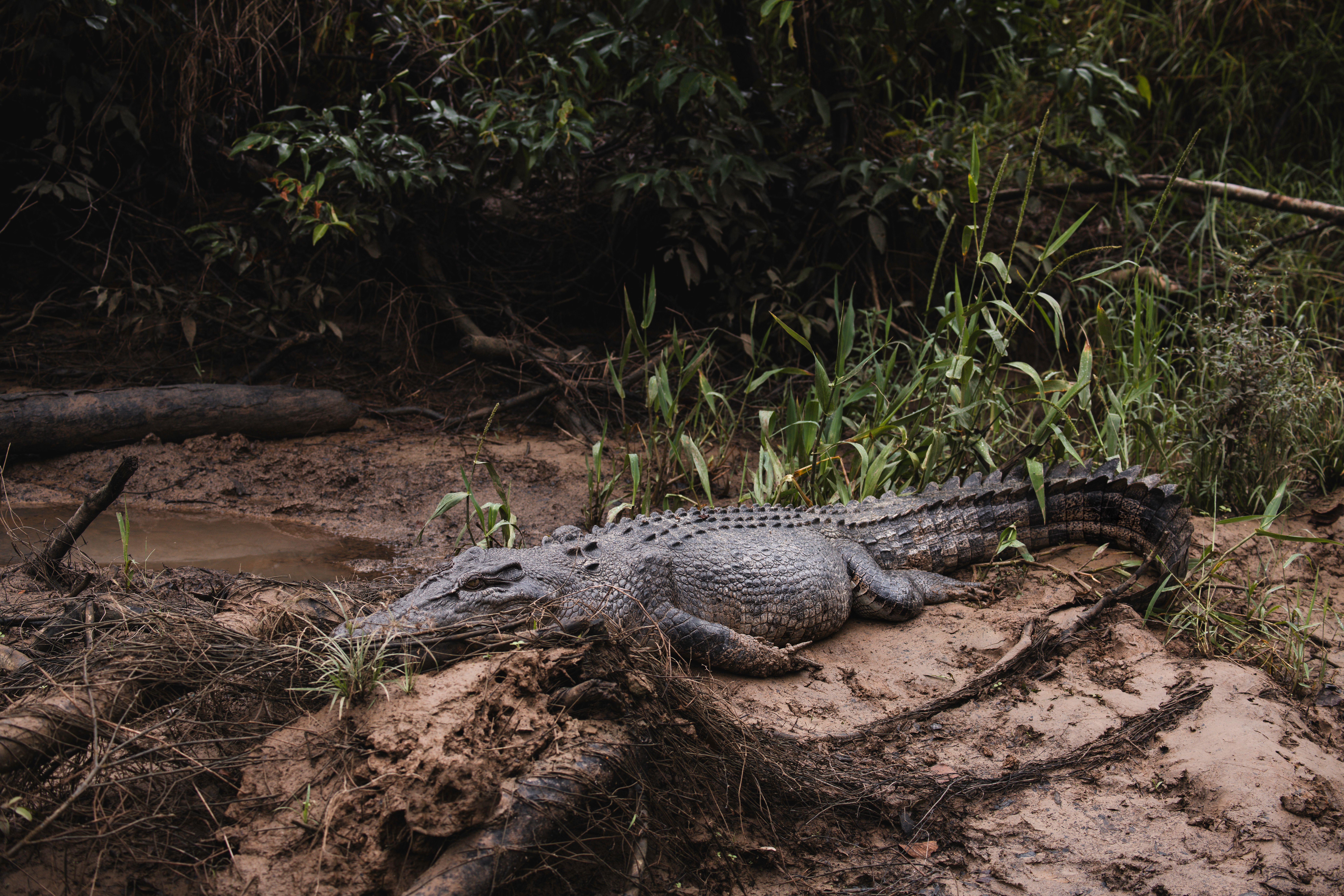 Alligator in Nature · Free Stock Photo