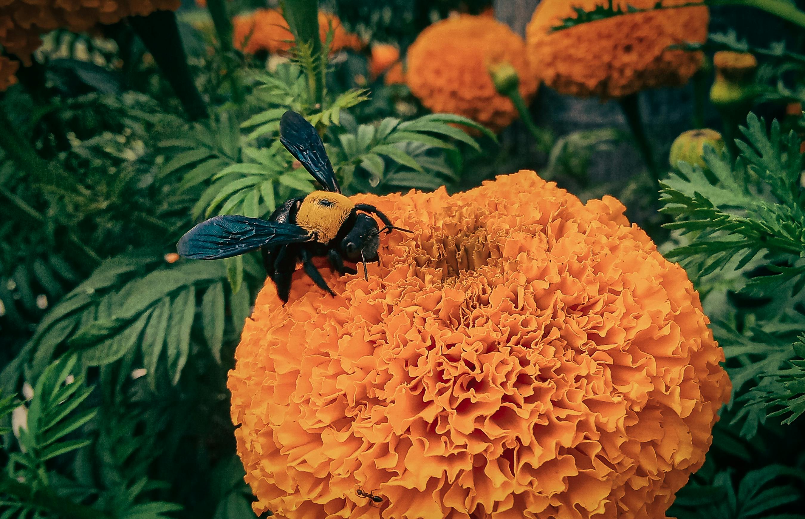 Krishna Rawat - Fotografía