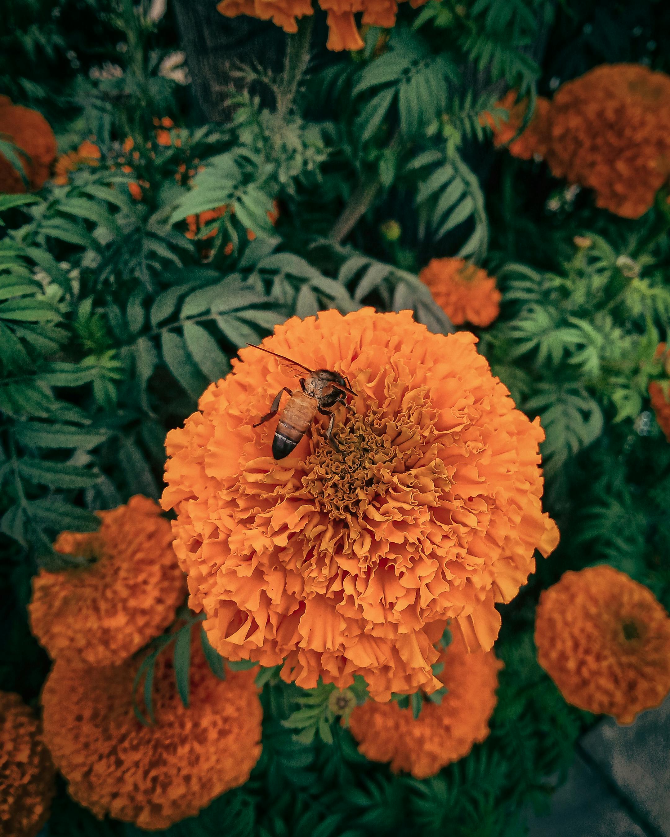 Krishna Rawat - Photography