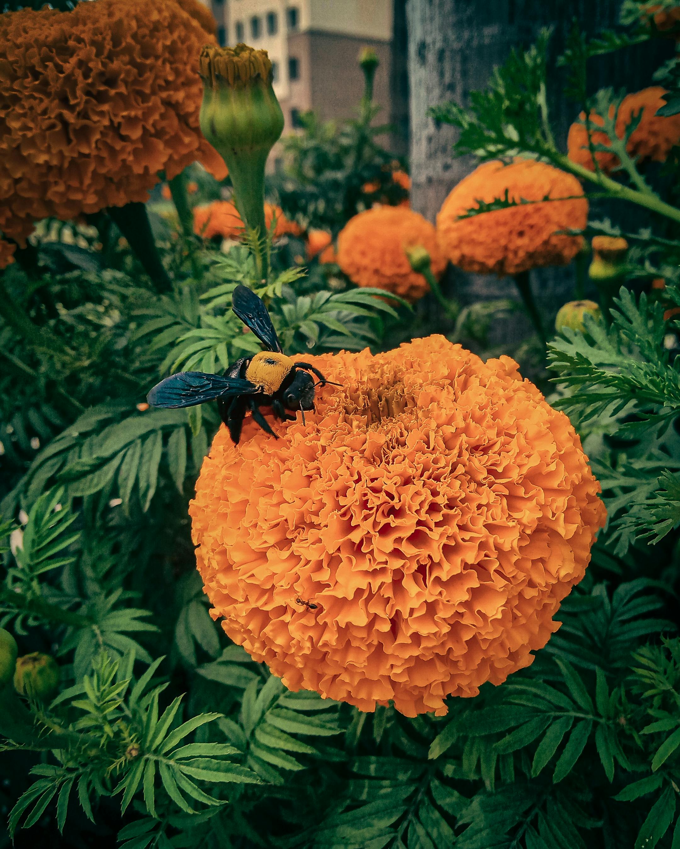 Krishna Rawat - Fotografía