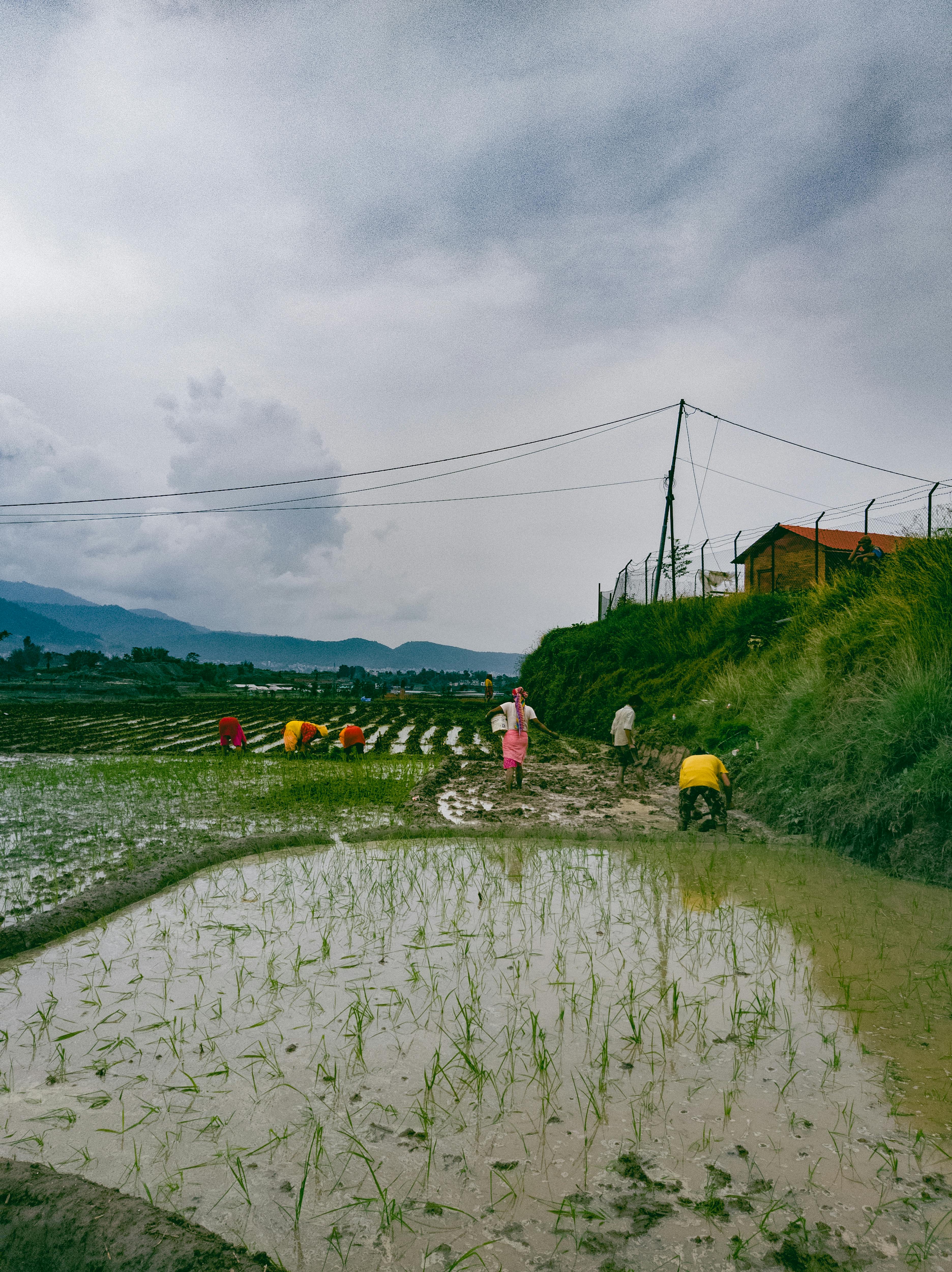 Paddy Farming · Free Stock Photo