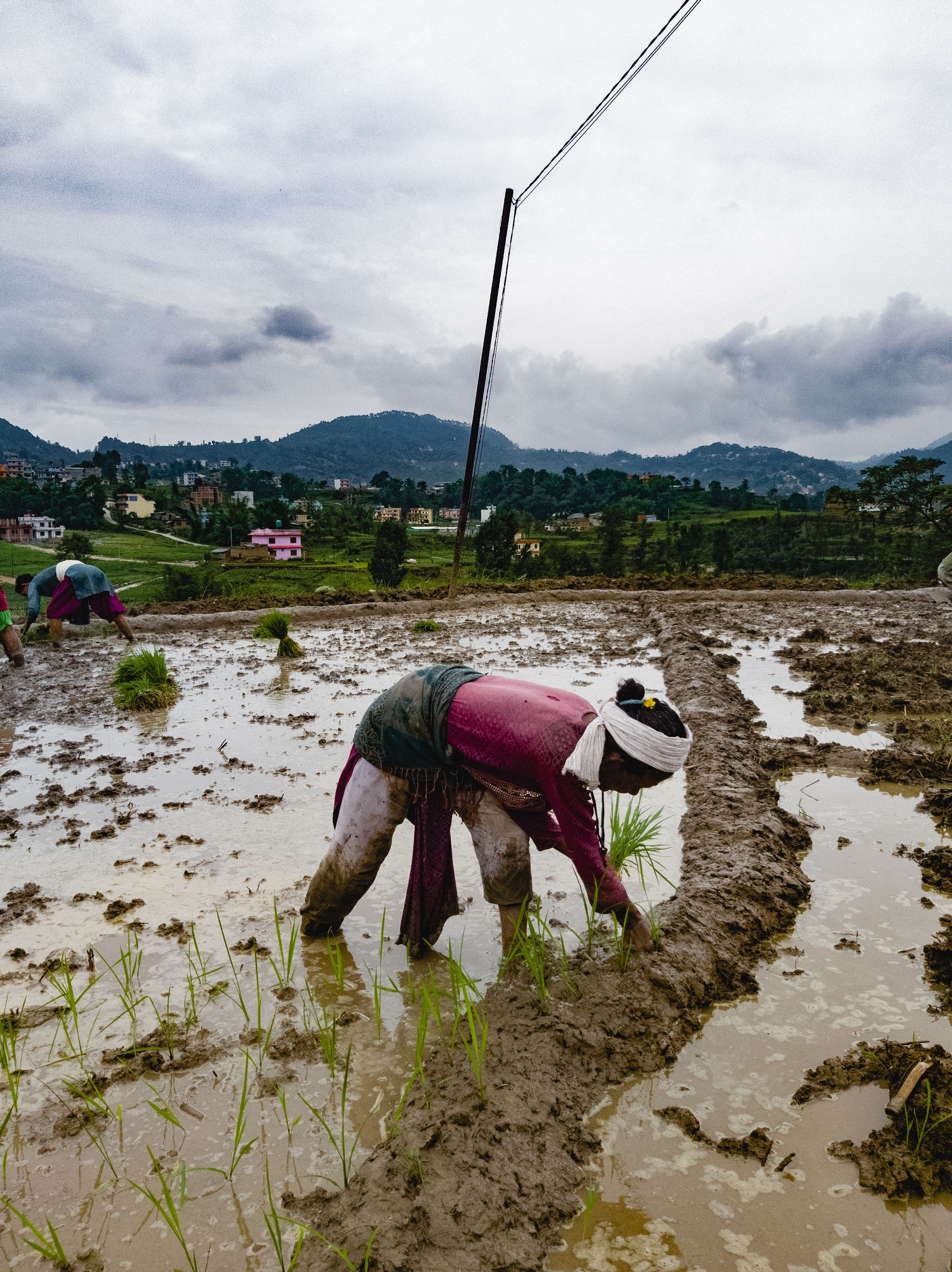 Farmers Planting Rice in a Muddy Field · Free Stock Photo