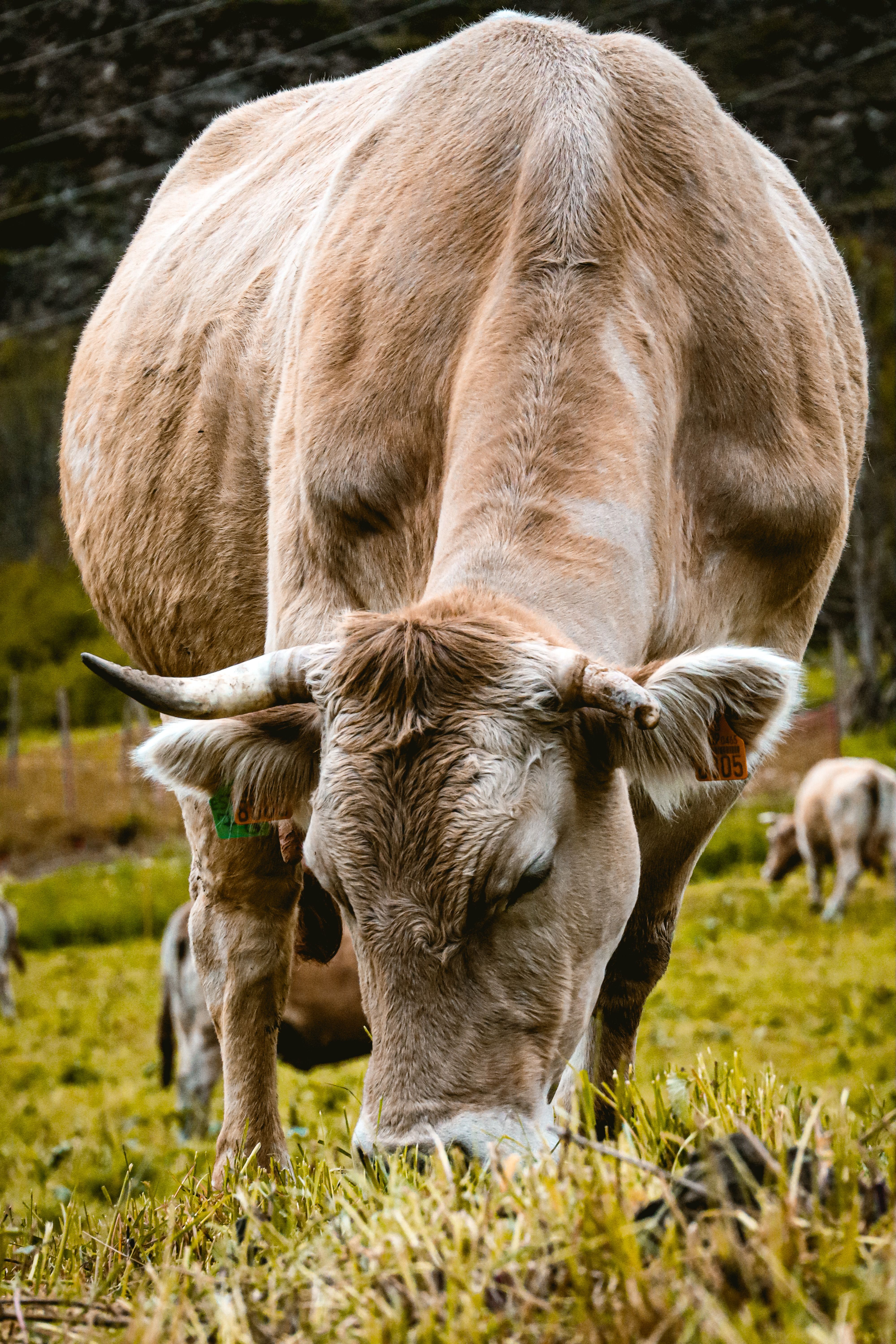 Foto de stock gratuita sobre agricultura, agricultura sostenible ...