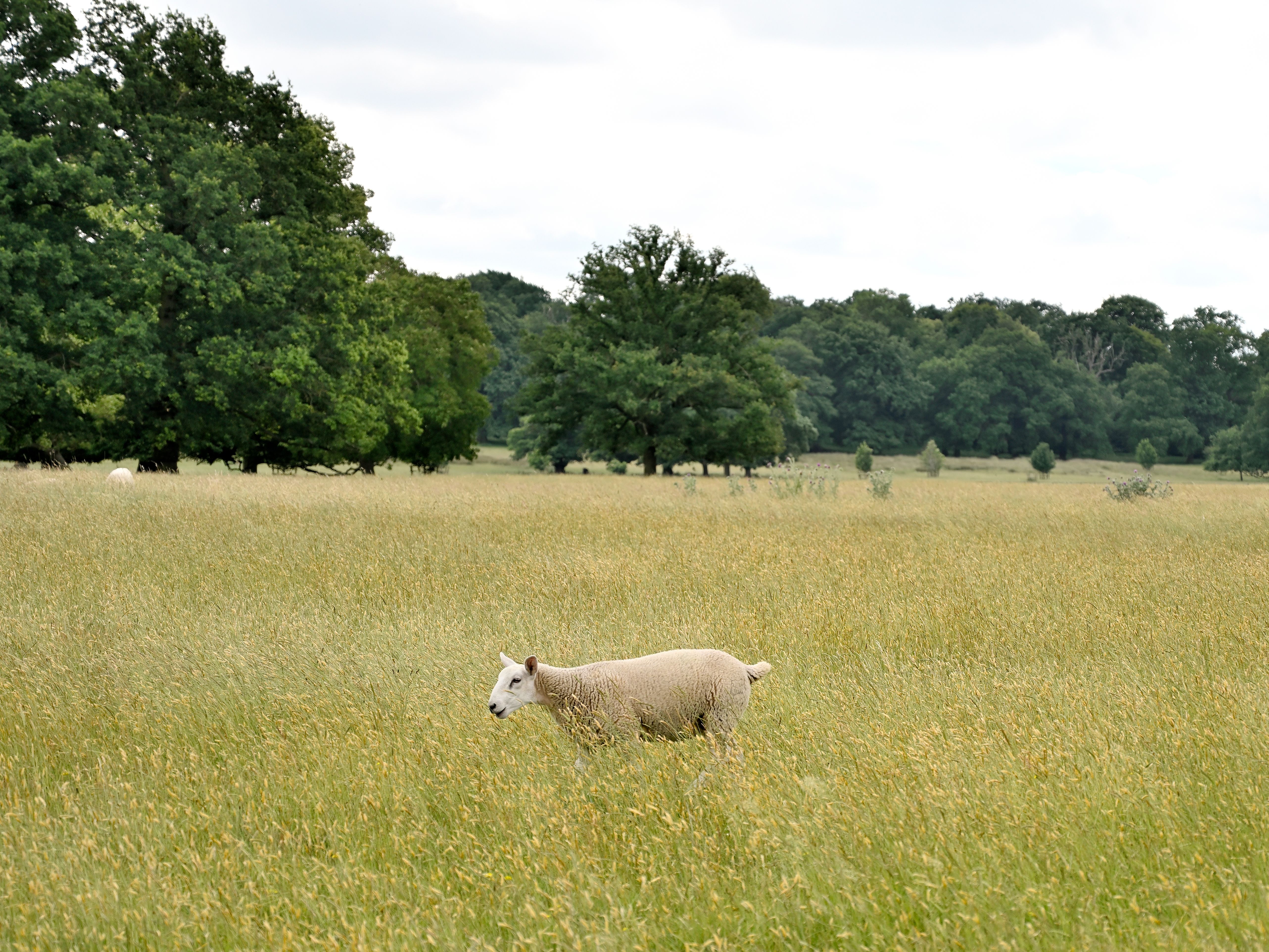 Sheep In Nature Photos, Download The BEST Free Sheep In Nature Stock ...