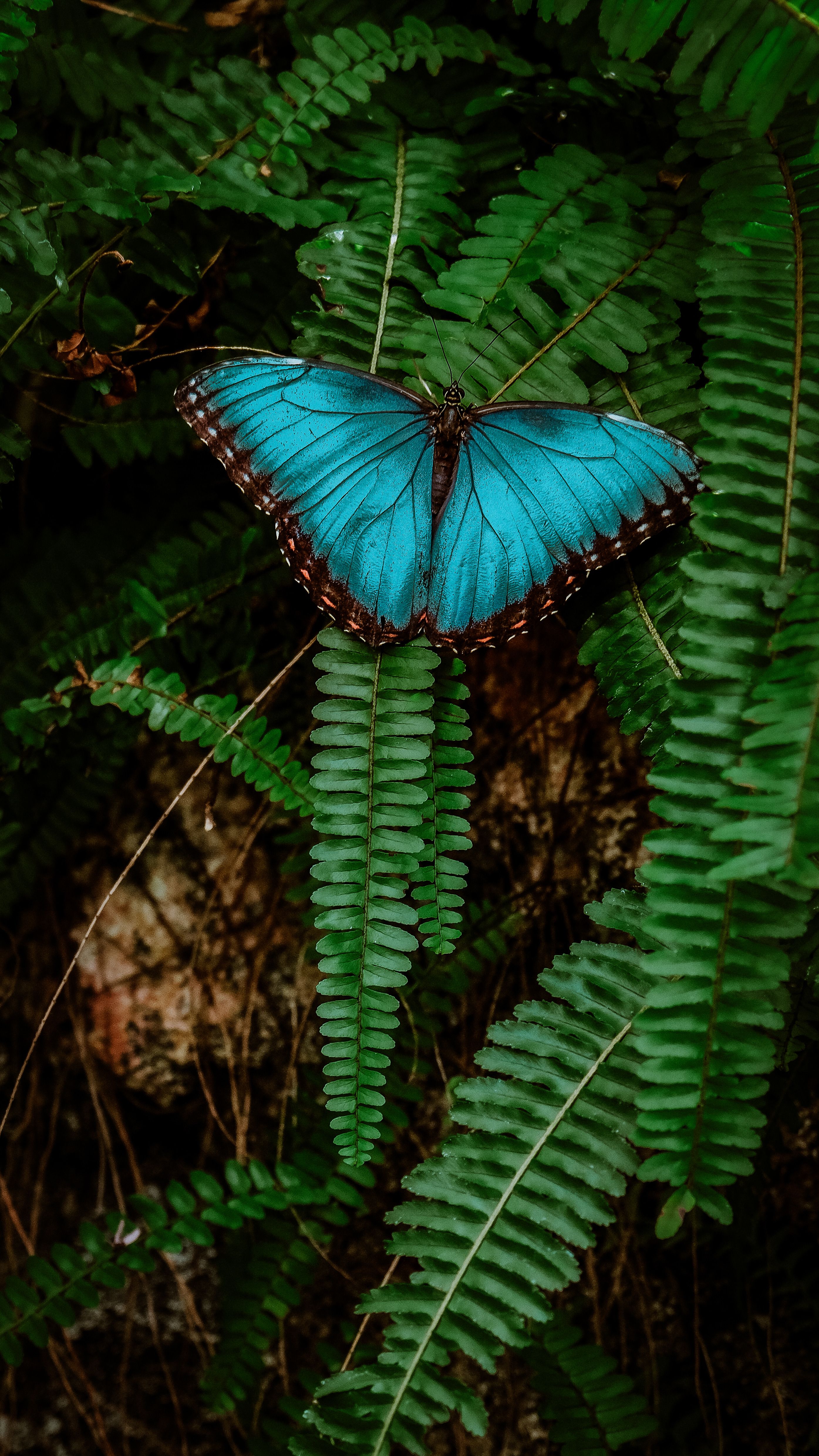 Butterfly On Butterfly Bush Photos, Download The BEST Free Butterfly On ...