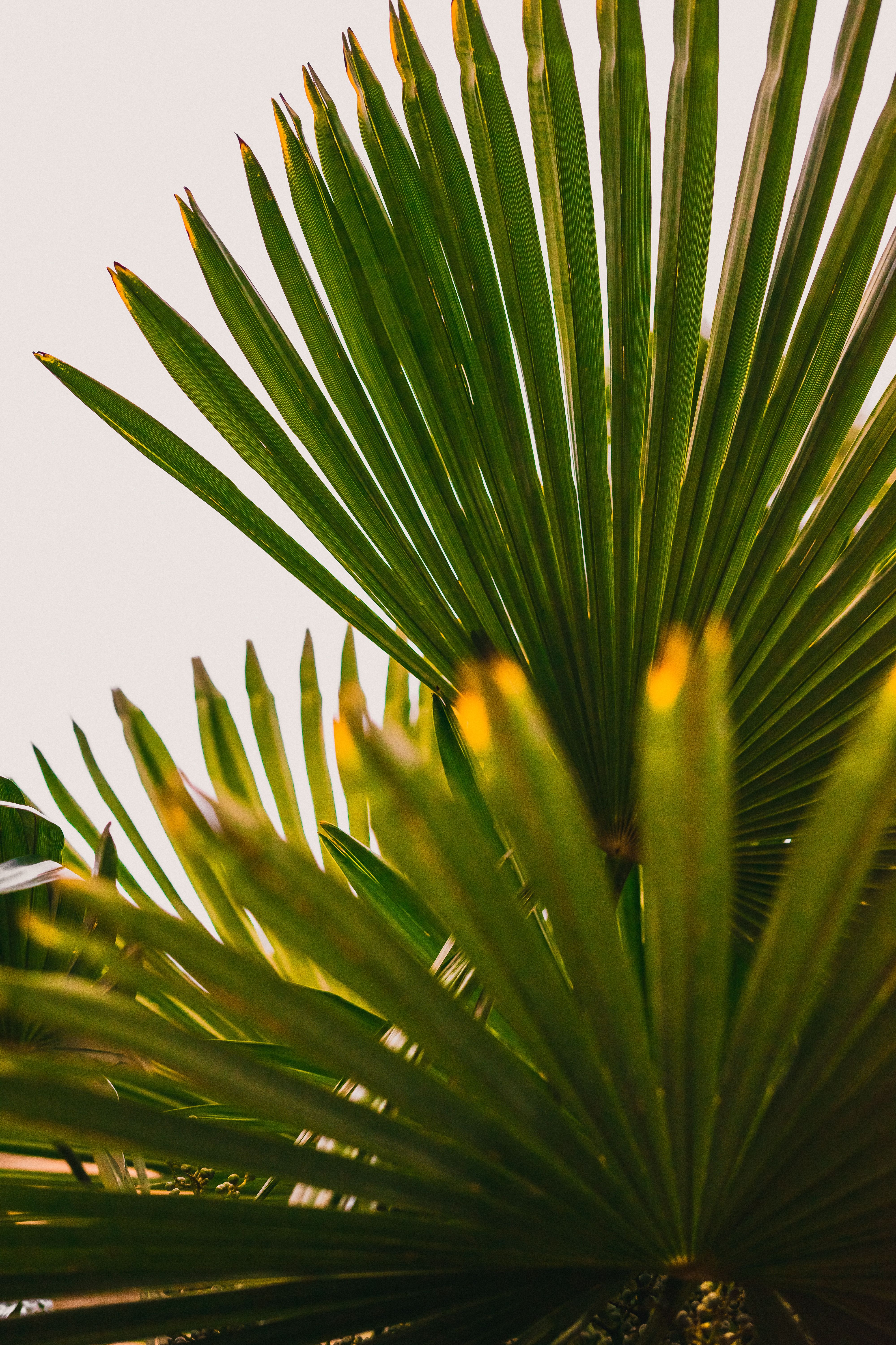 Green Oblate Leaf Plant · Free Stock Photo