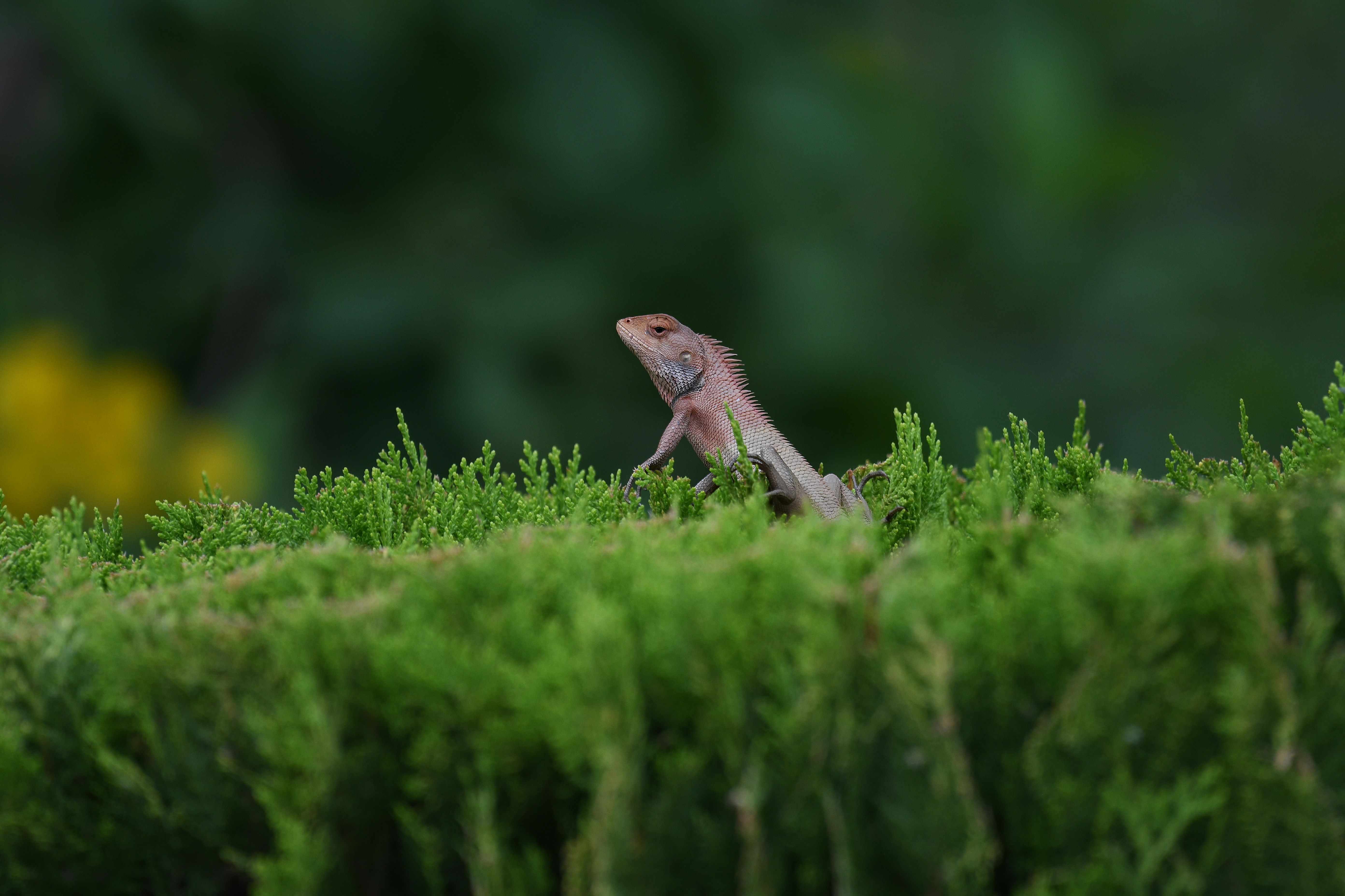 Lizardphotography Photos, Download The BEST Free Lizardphotography ...