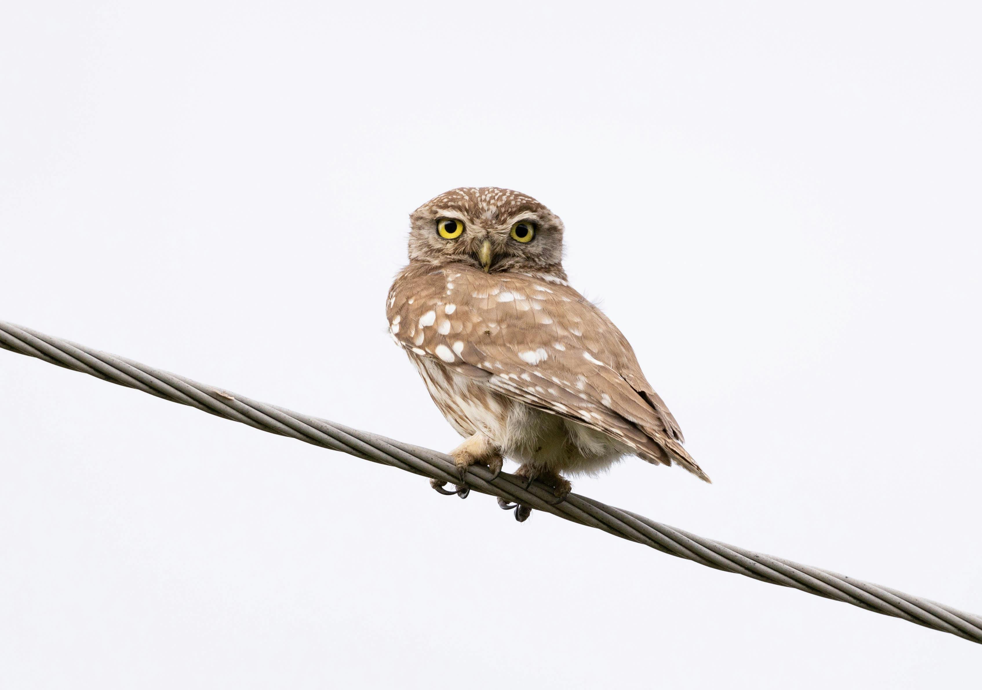 Little Owl on Wire · Free Stock Photo