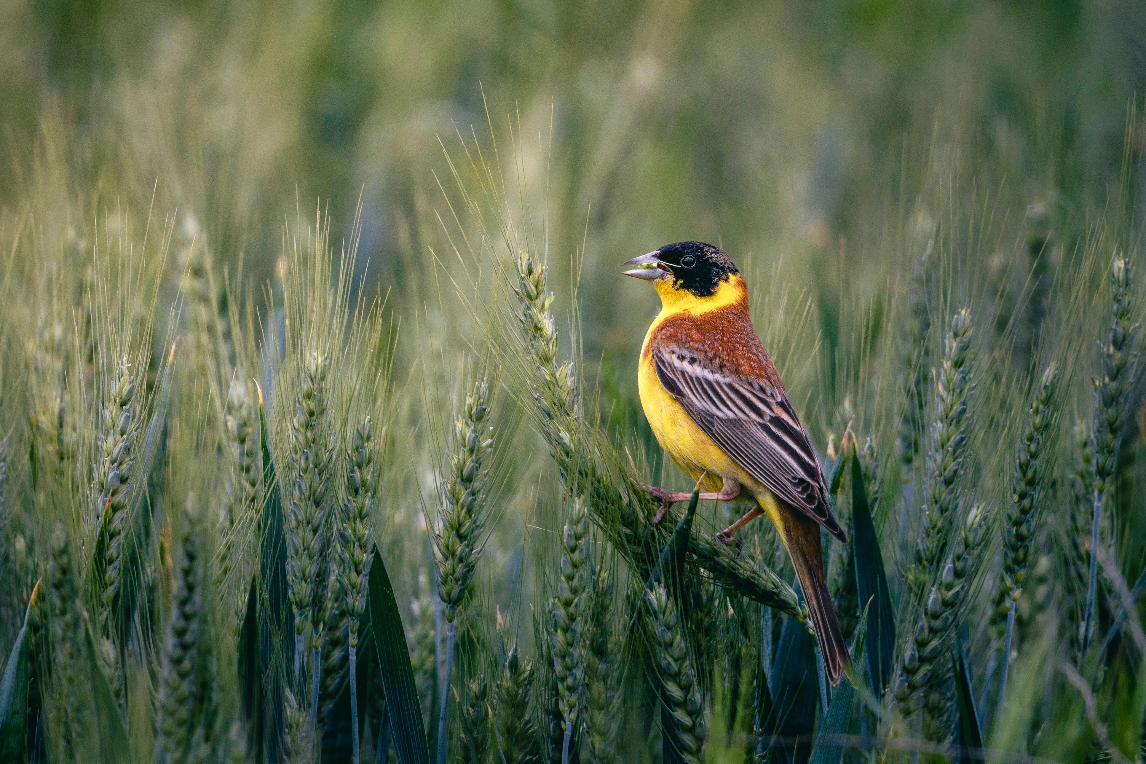 Ảnh có sẵn miễn phí về cánh đồng, cảnh quan nông thôn, cảnh thiên nhiên ...